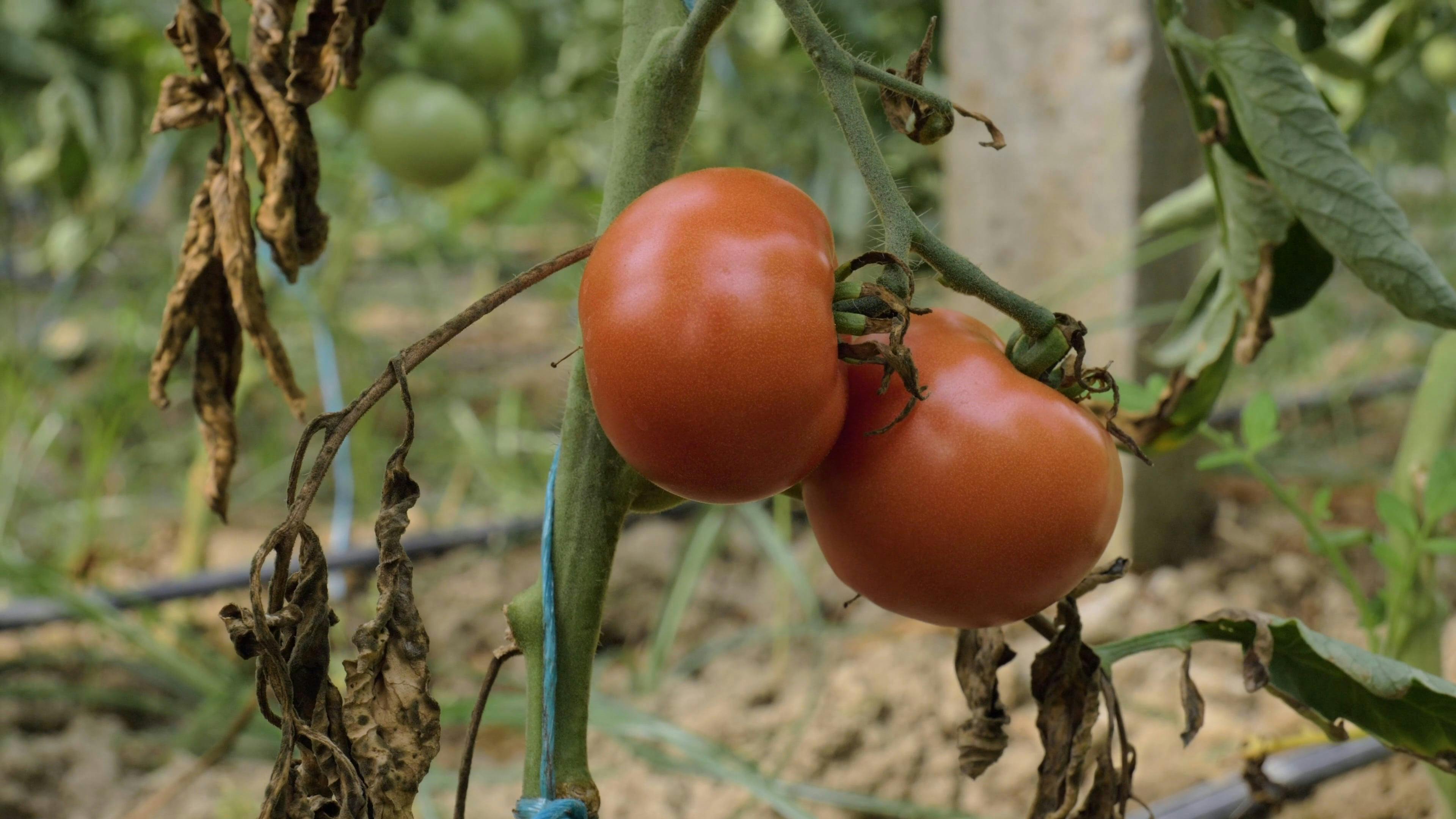 Rolling Tomatoes On The Artificial Grass Free Stock Video Footage ...
