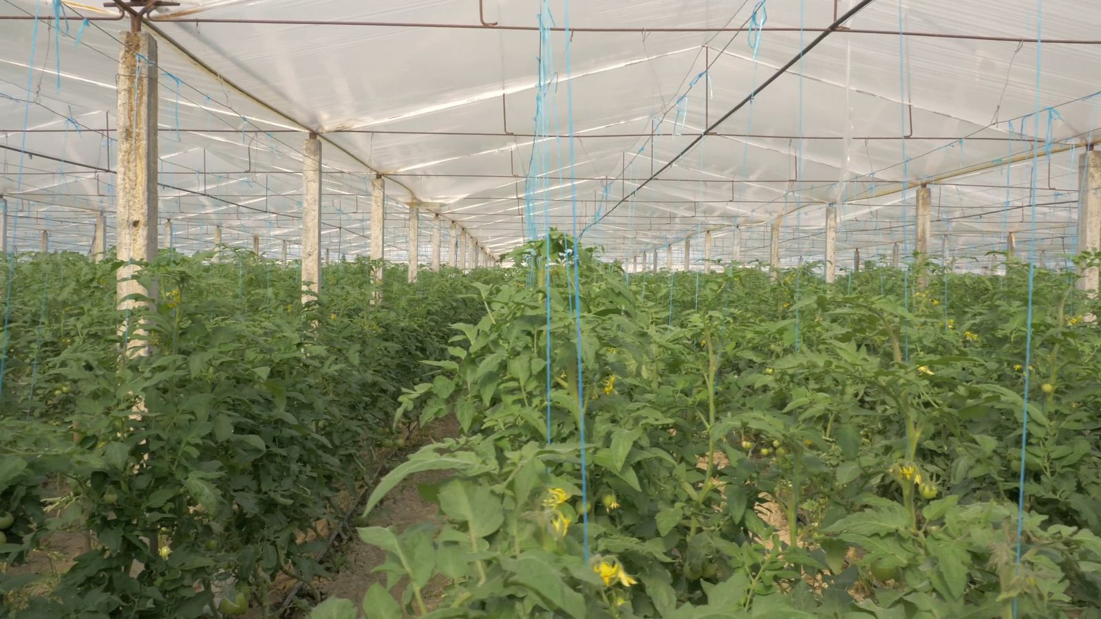 Greenhouse Growing Videos, Download The BEST Free 4k Stock Video ...