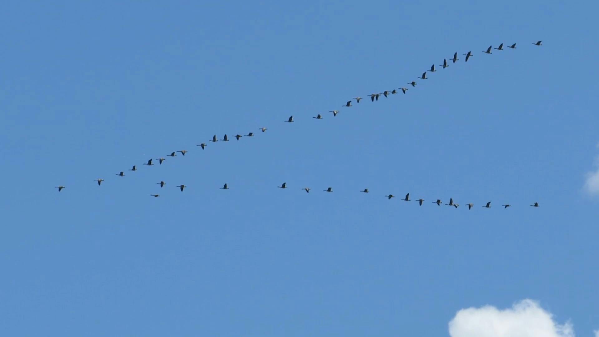 Birds Flying in the Sky · Free Stock Video