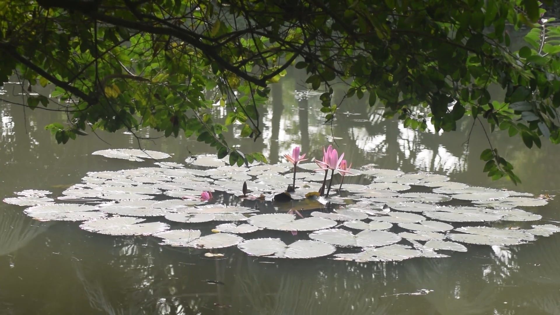 Pond Reflections Videos, Download Free 4k Stock Video Footage & Pond ...