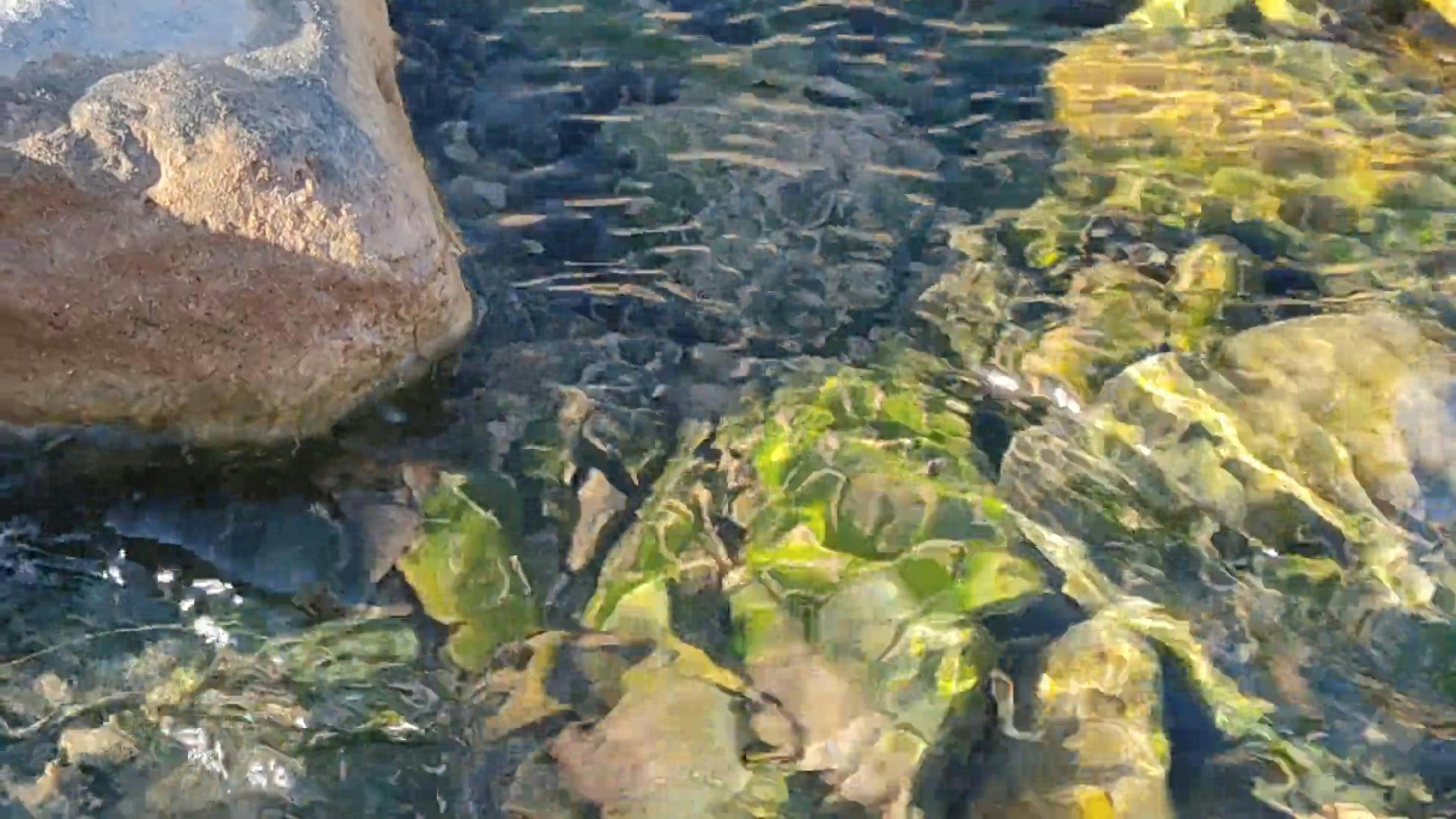 Close-up Video of a Flowing River · Free Stock Video