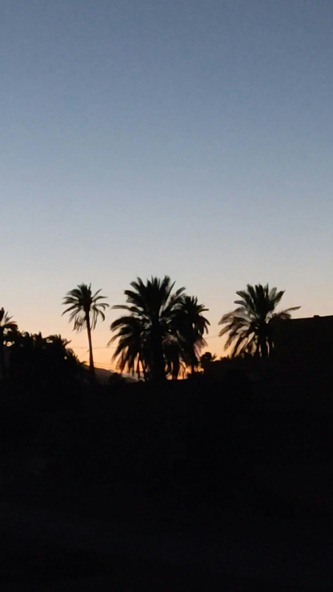 A Long Shot of Trees Free Stock Video Footage, Royalty-Free 4K & HD ...