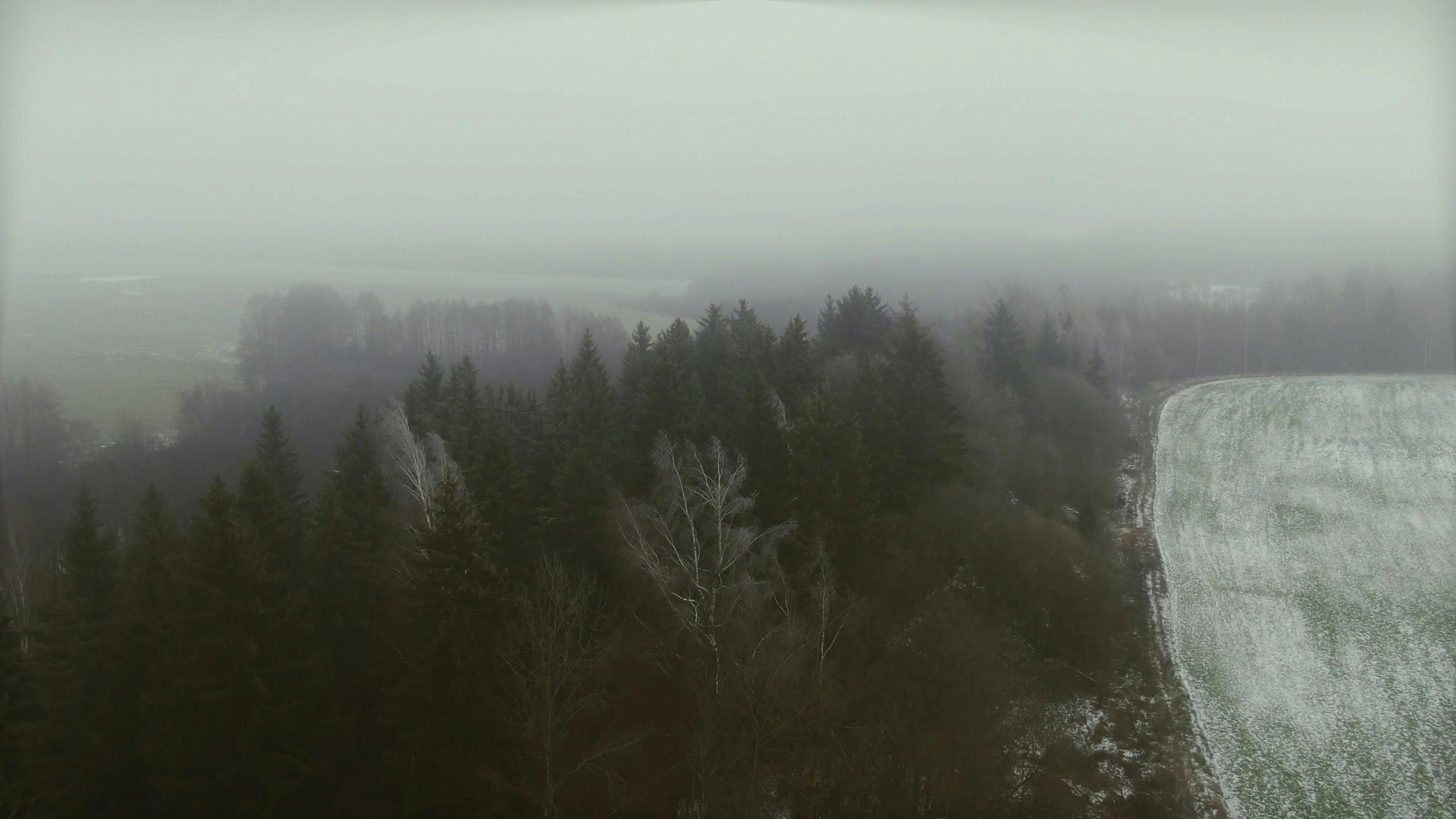 Drone Shot of Forest · Free Stock Video