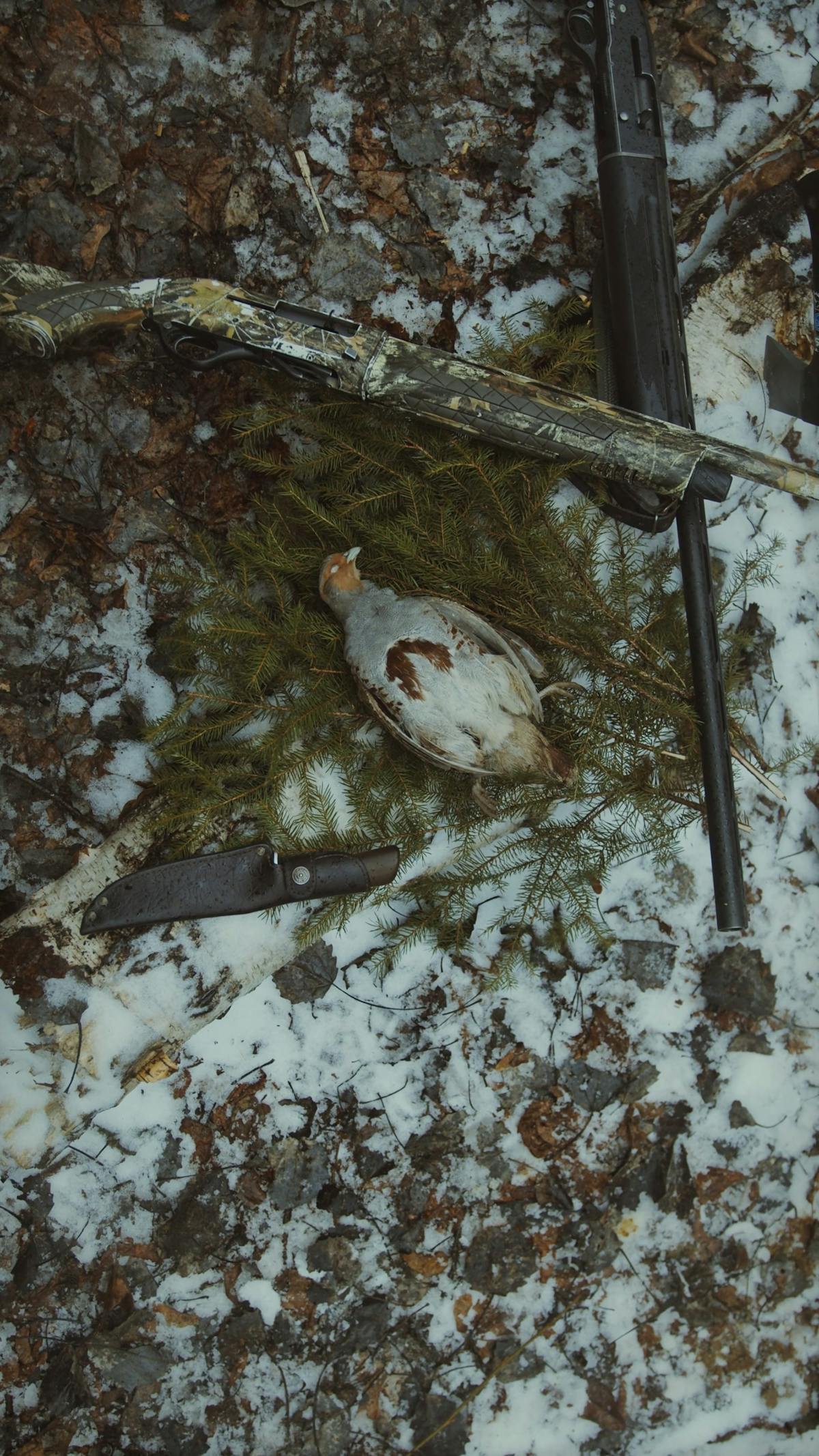 Hunting Videos, Download The BEST Free 4k Stock Video Footage & Hunting ...