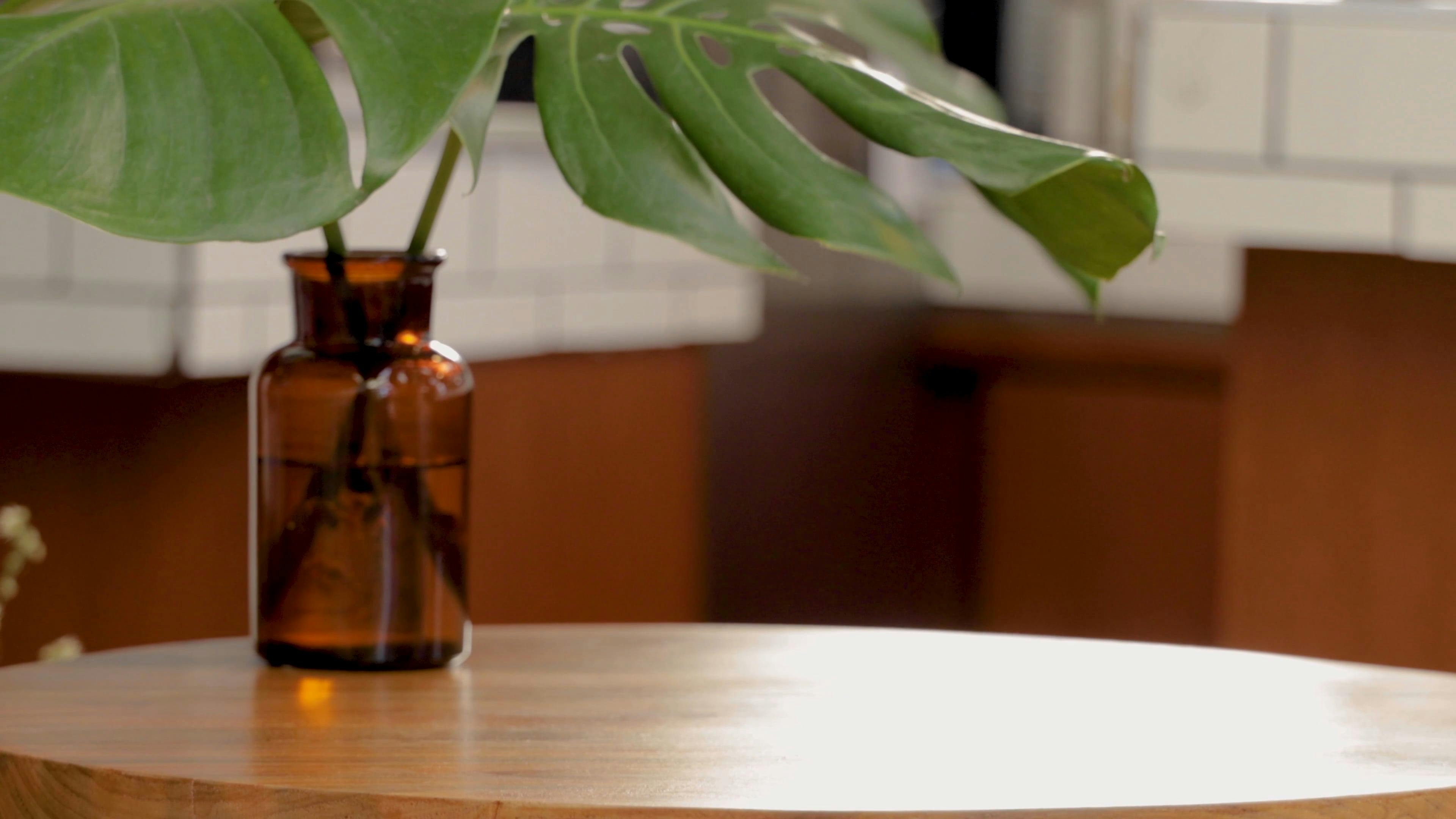 Monstera Cafe Videos, Download The BEST Free 4k Stock Video Footage ...