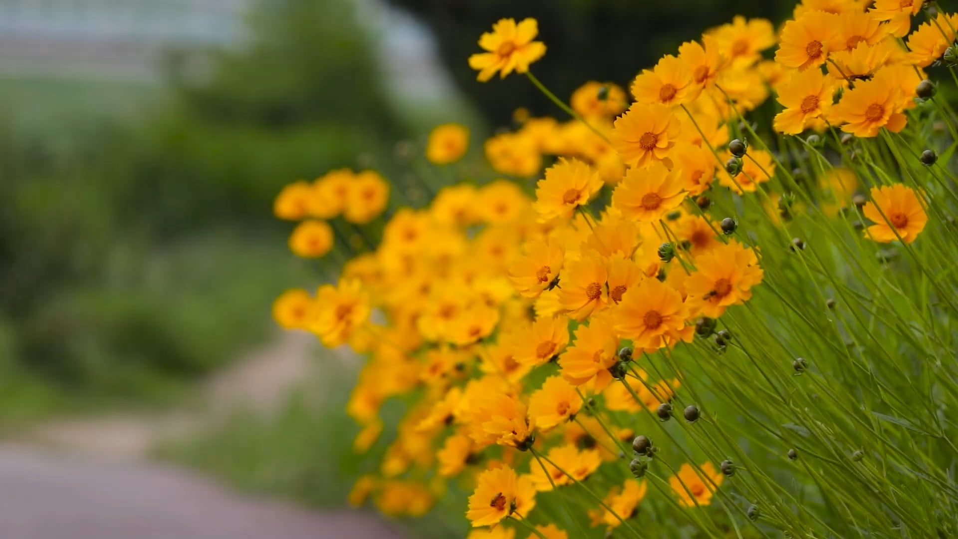 Yellow Flowers During Windy Season Free Stock Video Footage, Royalty ...