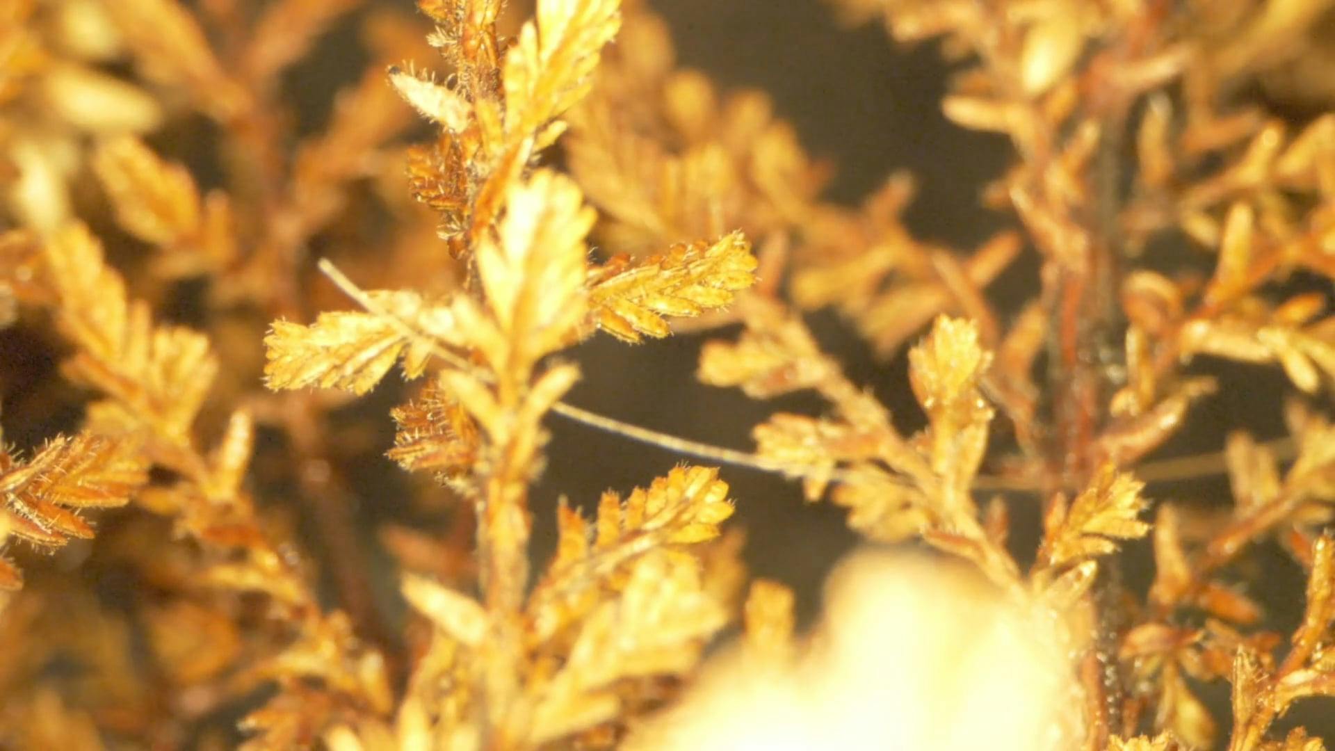 Detailed Texture Videos, Download The BEST Free 4k Stock Video Footage ...