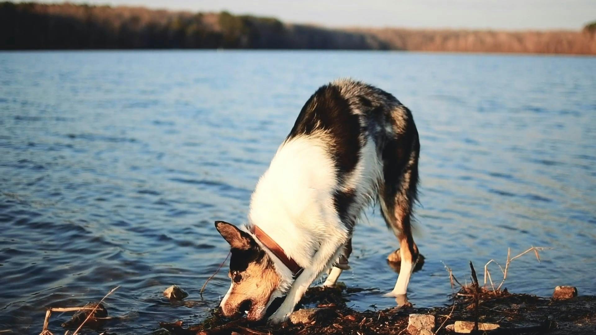 Lake Fetch Videos, Download The BEST Free 4k Stock Video Footage & Lake ...