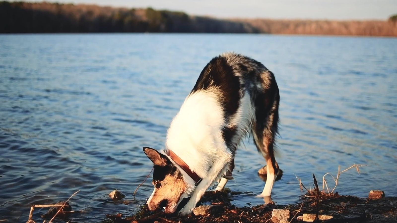 Dog Facing Camera Videos, Download The BEST Free 4k Stock Video Footage ...