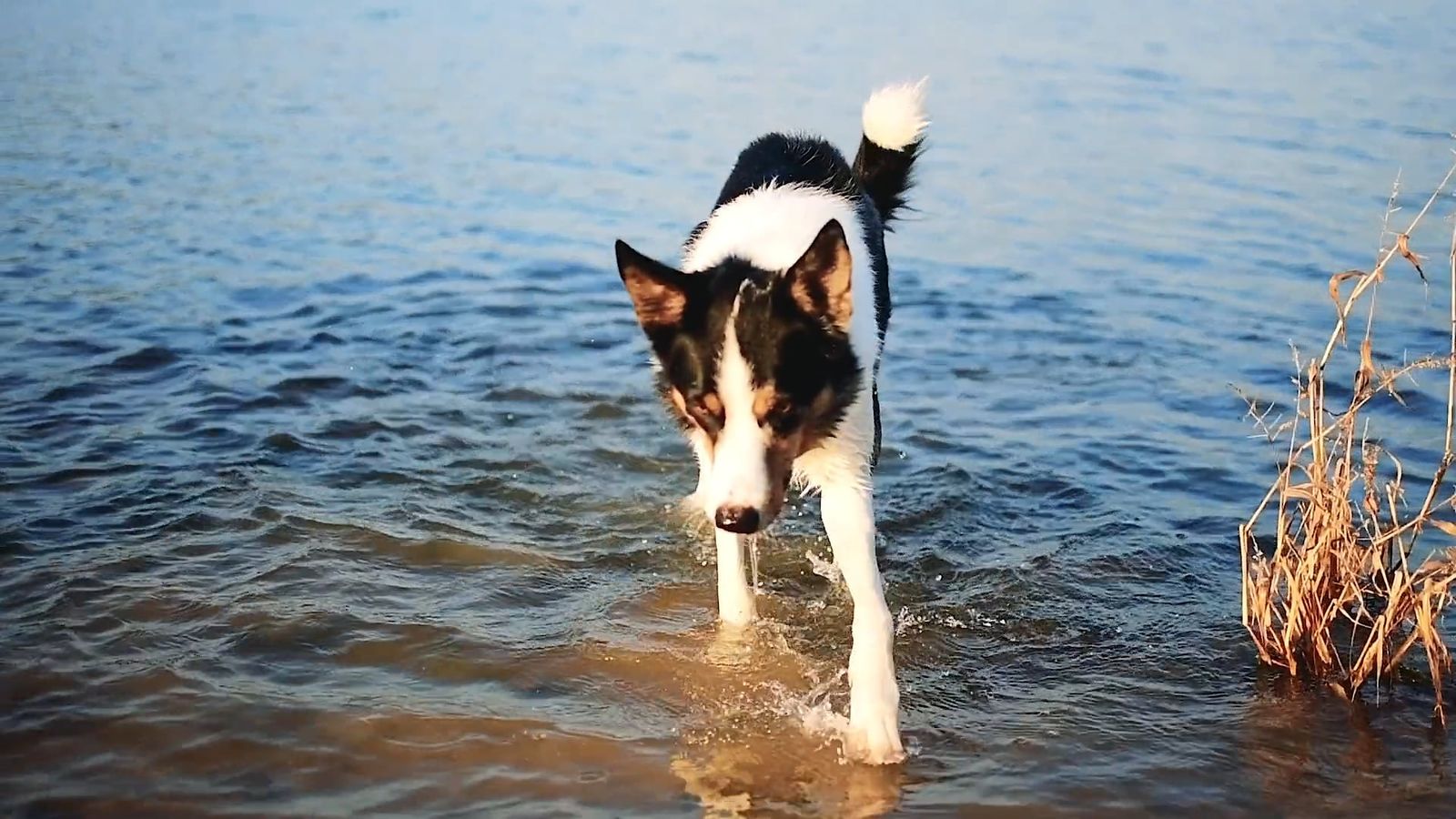 Dog Slow Motion Videos, Download The BEST Free 4k Stock Video Footage ...