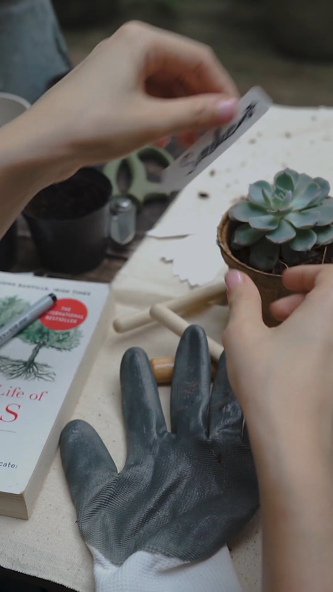 Placing a Label on a Small Succulent Plant Free Stock Video Footage ...