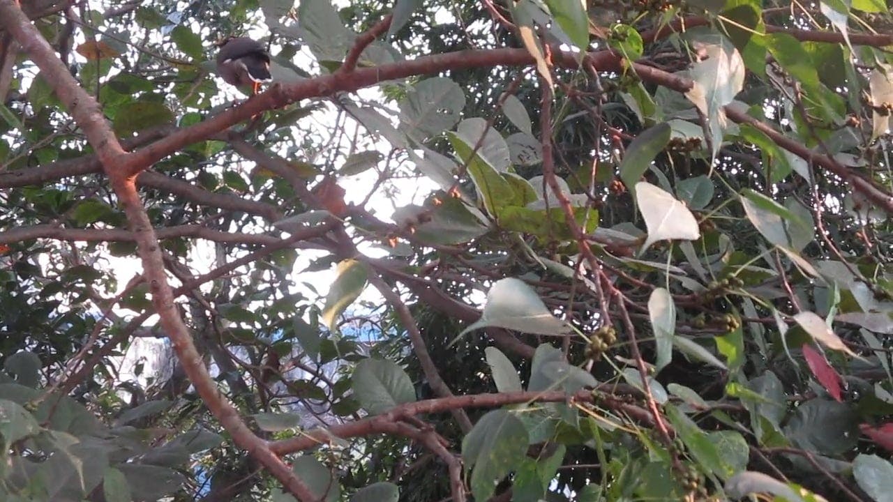 A Bird Chirping on a Tree Branch Free Stock Video Footage, Royalty-Free ...