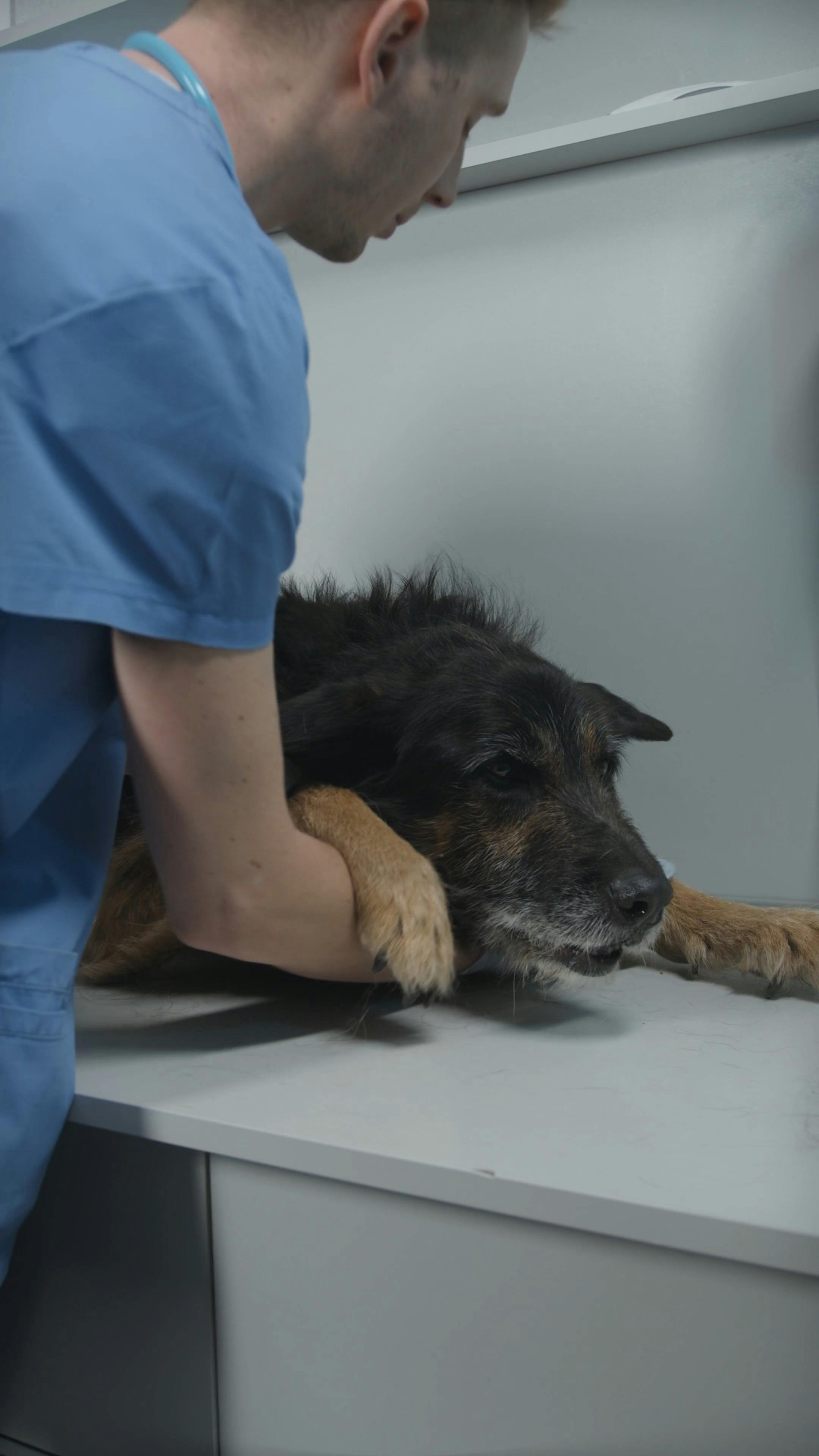 Dog Check Up Videos, Download The BEST Free 4k Stock Video Footage ...