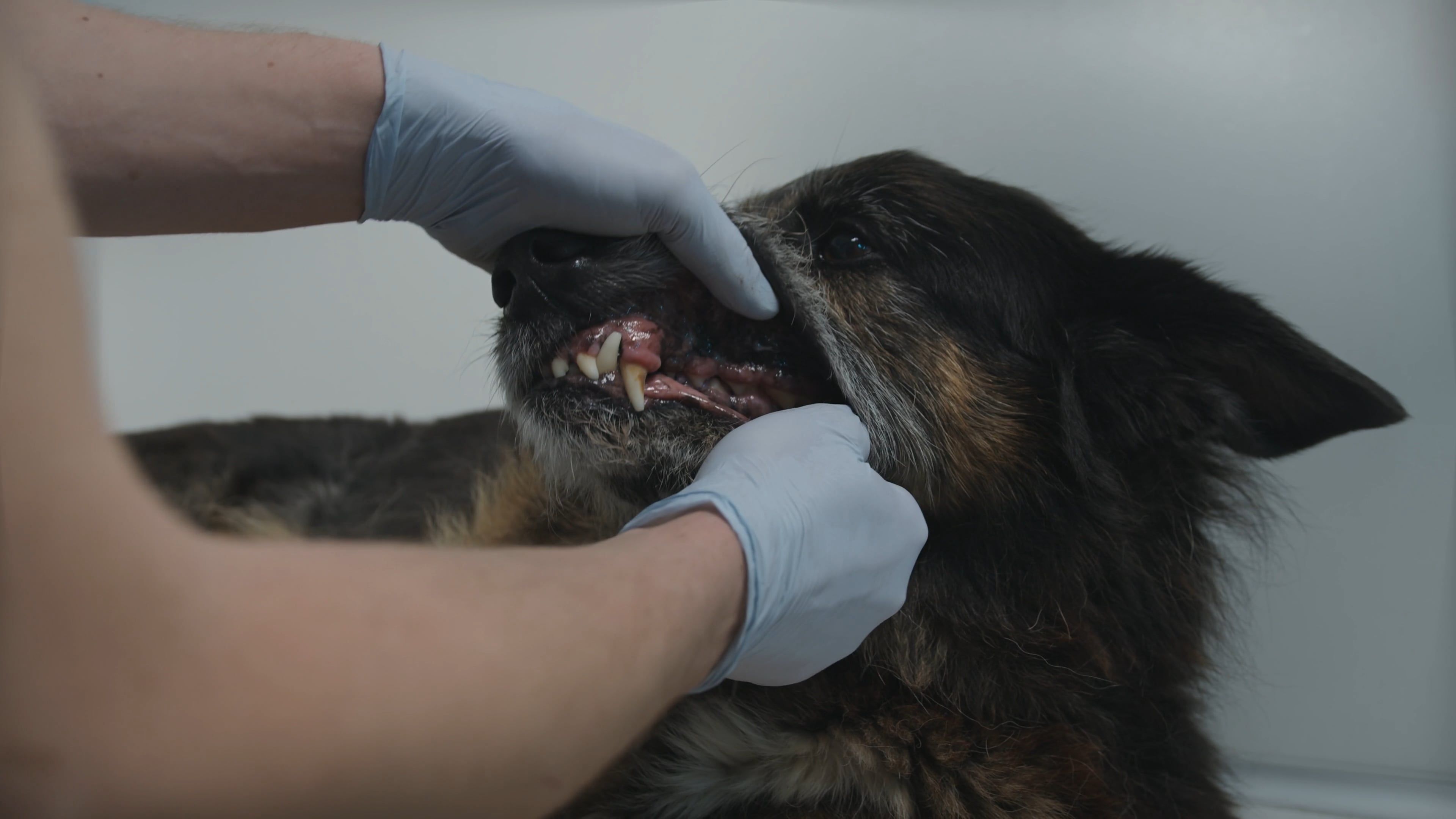 Vet Videos, Download The BEST Free 4k Stock Video Footage & Vet HD ...