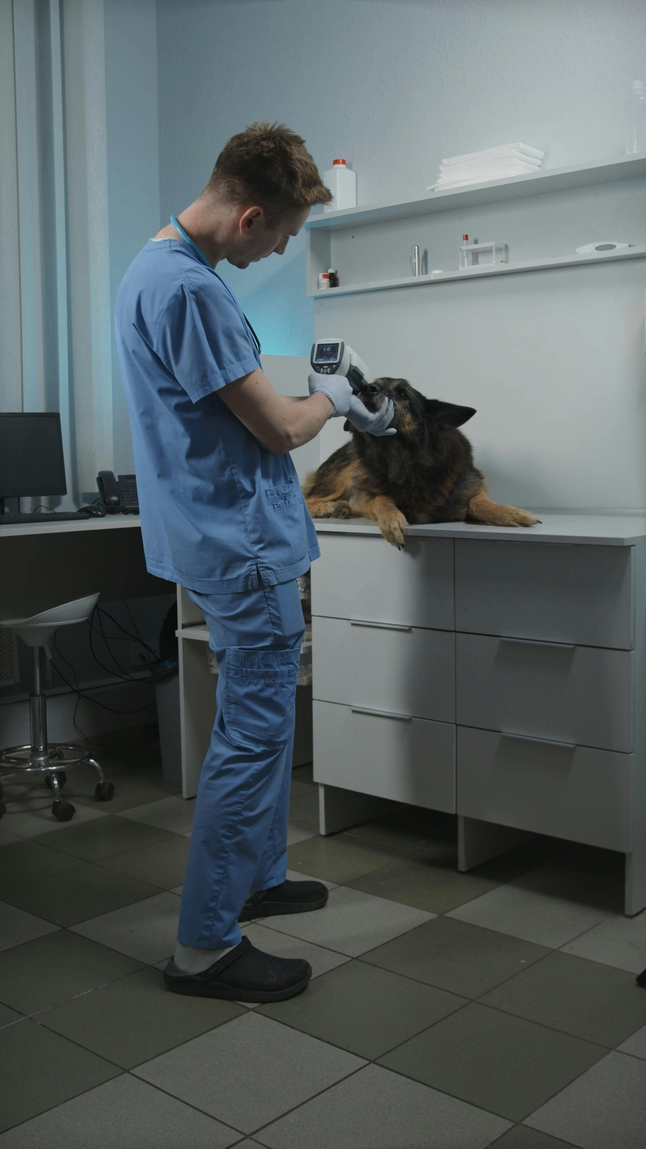 Man Checking a Dog Free Stock Video Footage, Royalty-Free 4K & HD Video ...