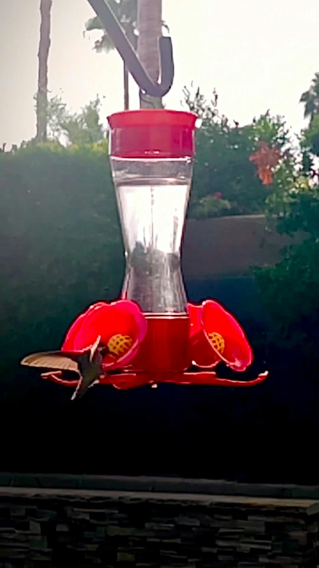 A Humming Bird Suspended In The Air Flying Before Resting Free Stock ...