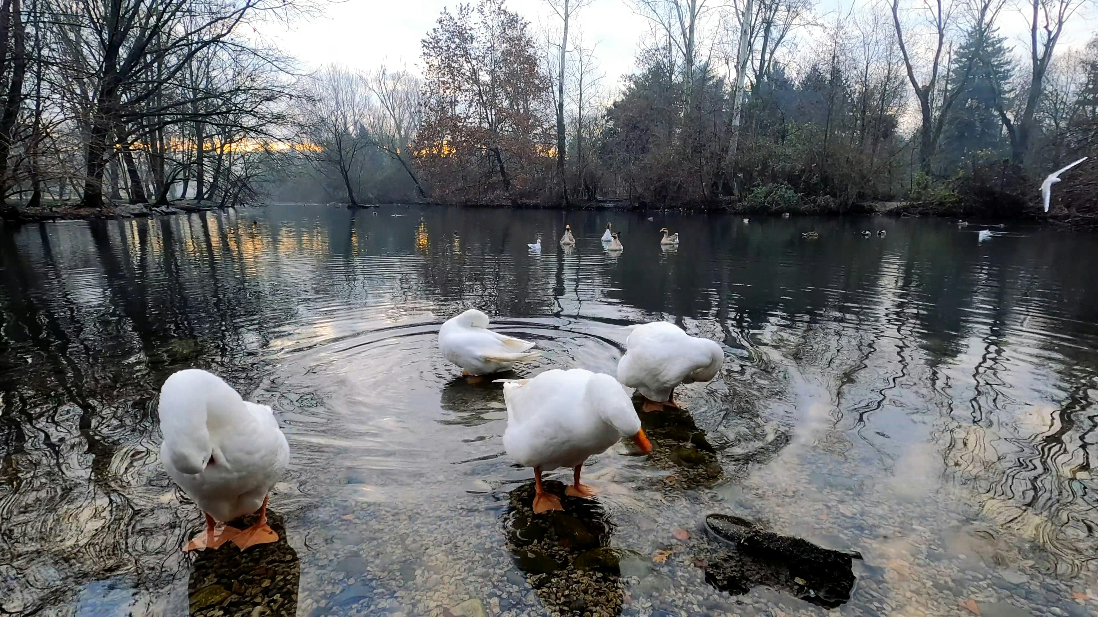 Video of a Ducks on Water · Free Stock Video