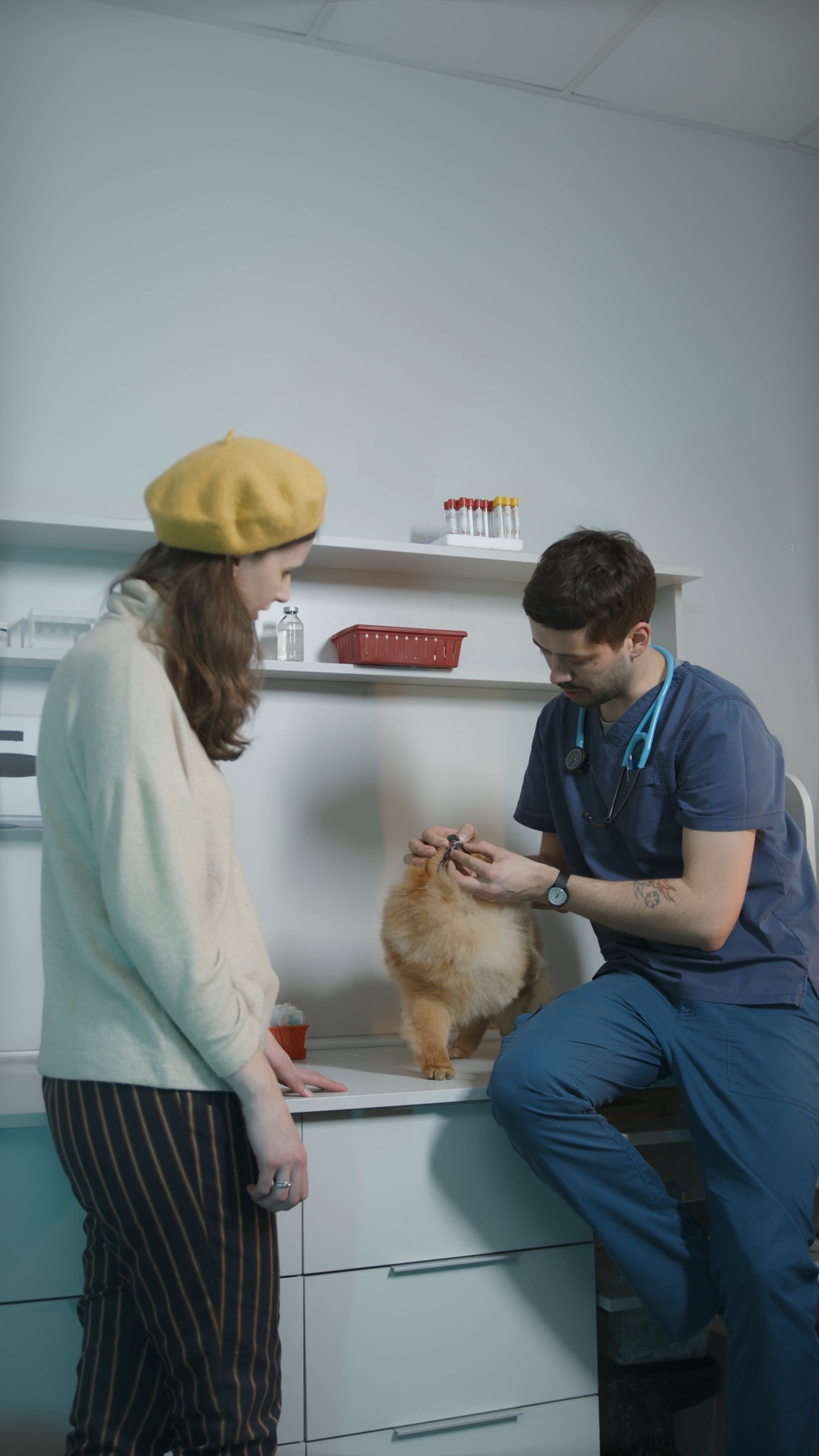 Doctor Checking the Dog · Free Stock Video