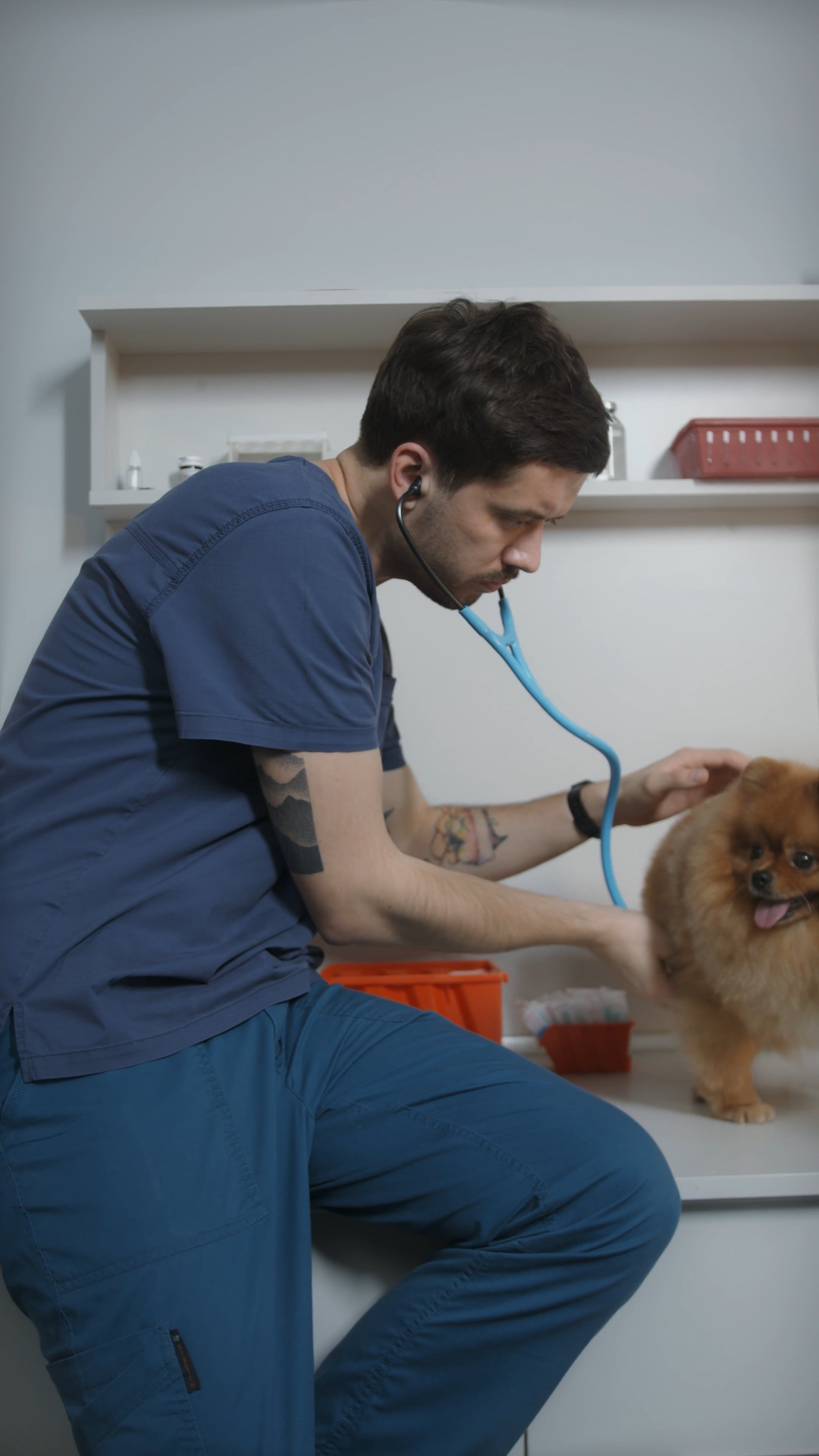 Treatment Vet Videos, Download The BEST Free 4k Stock Video Footage ...