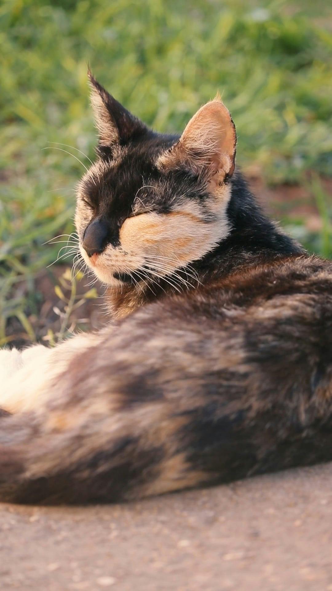 Calico Sun Videos, Download The BEST Free 4k Stock Video Footage ...