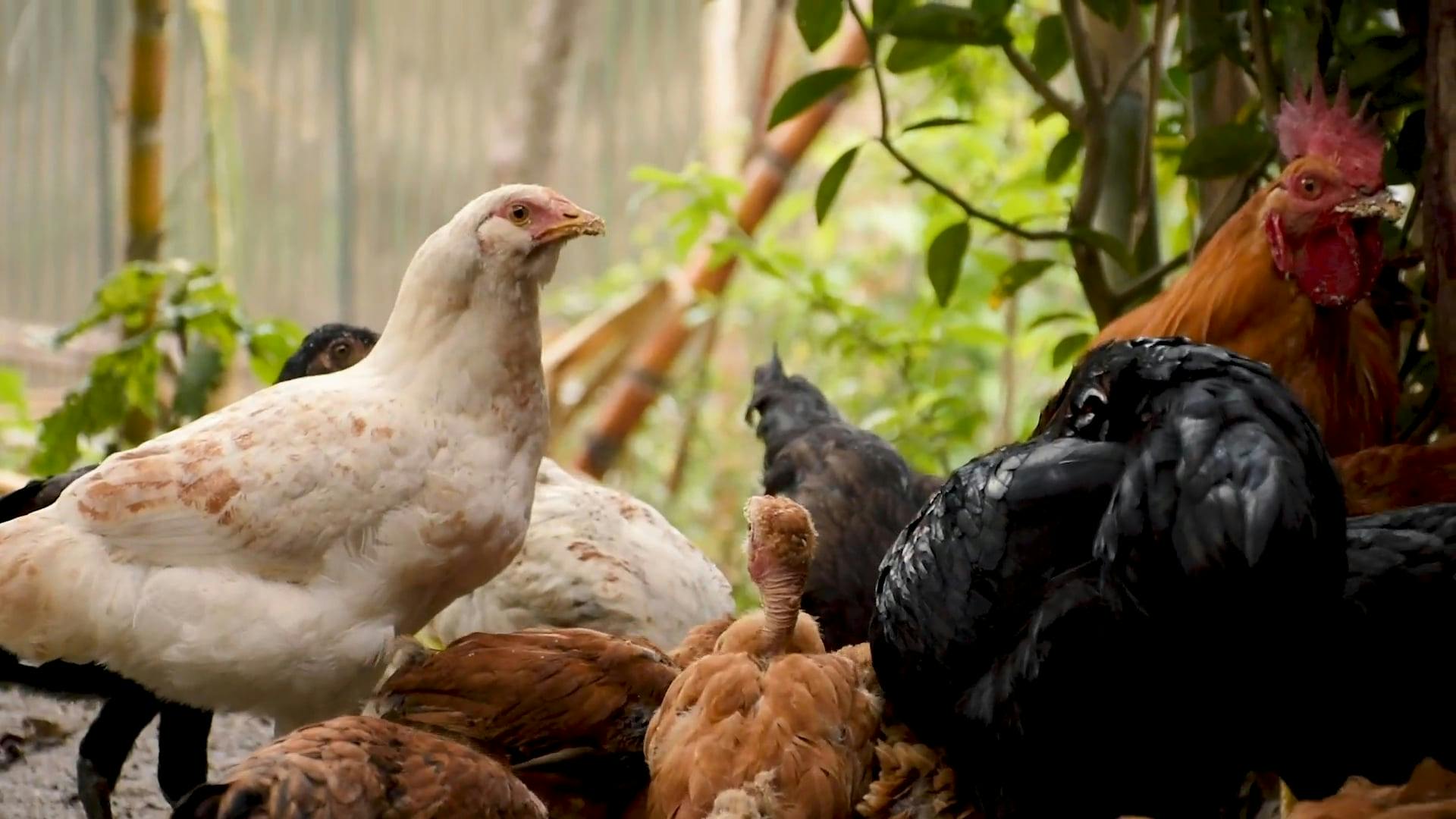 Poultry Farming Of Chickens As Business Free Stock Video Footage ...