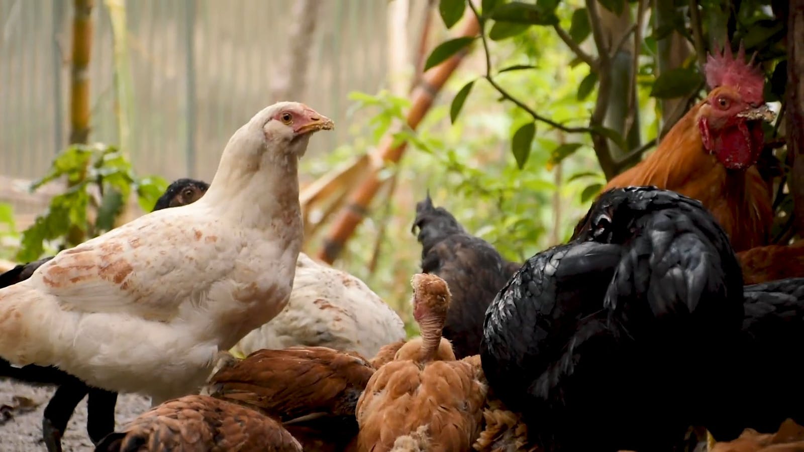 Chickens Videos, Download The BEST Free 4k Stock Video Footage ...