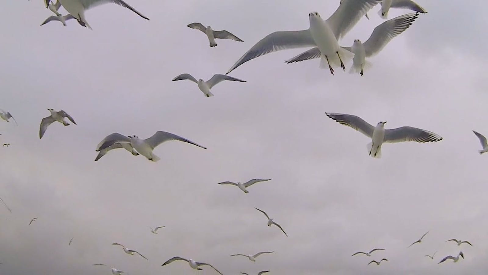 Birds Flying Videos, Download The BEST Free 4k Stock Video Footage ...