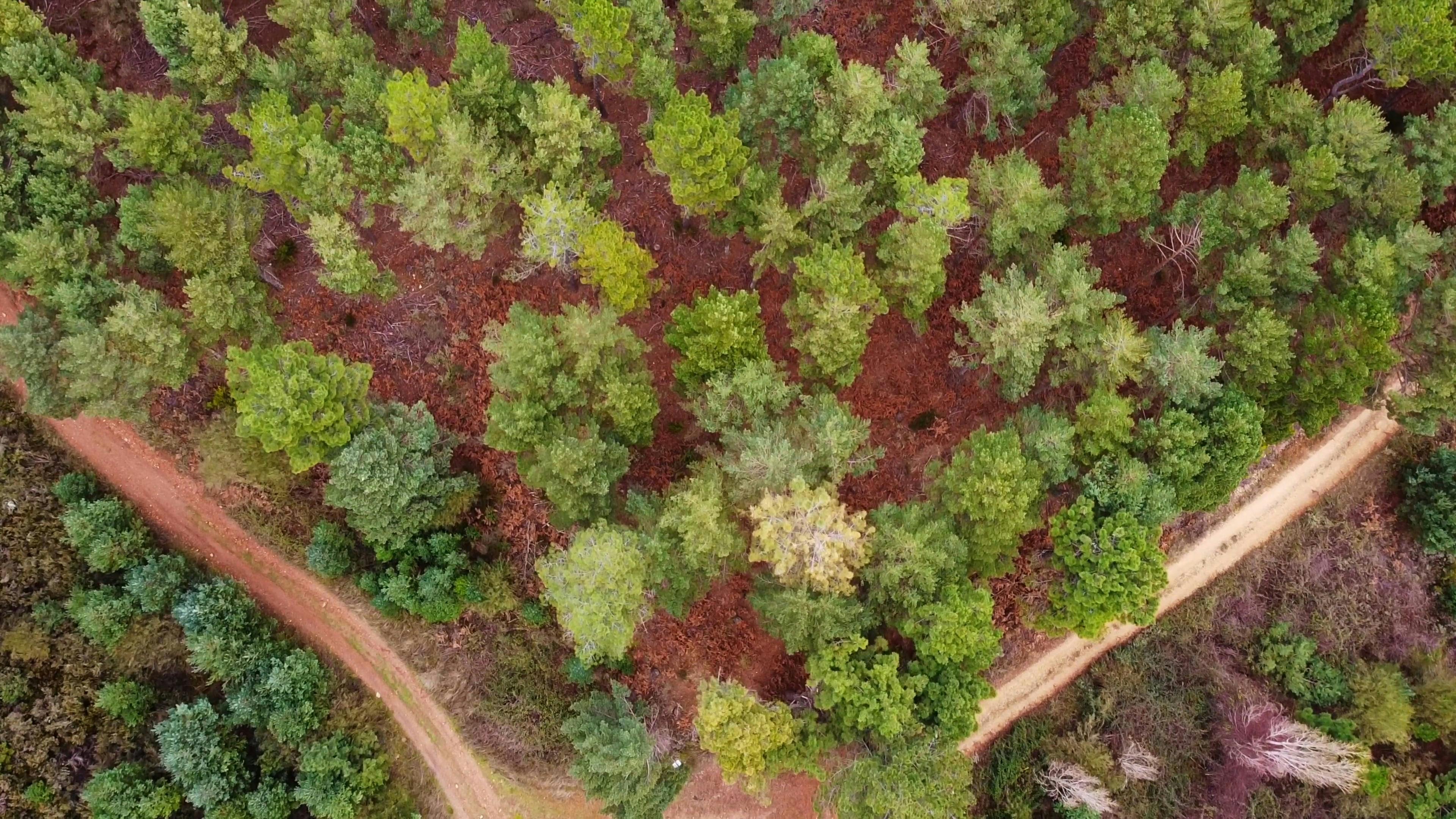 Drone Shot Of Forest Free Stock Video Footage, Royalty-Free 4K & HD ...