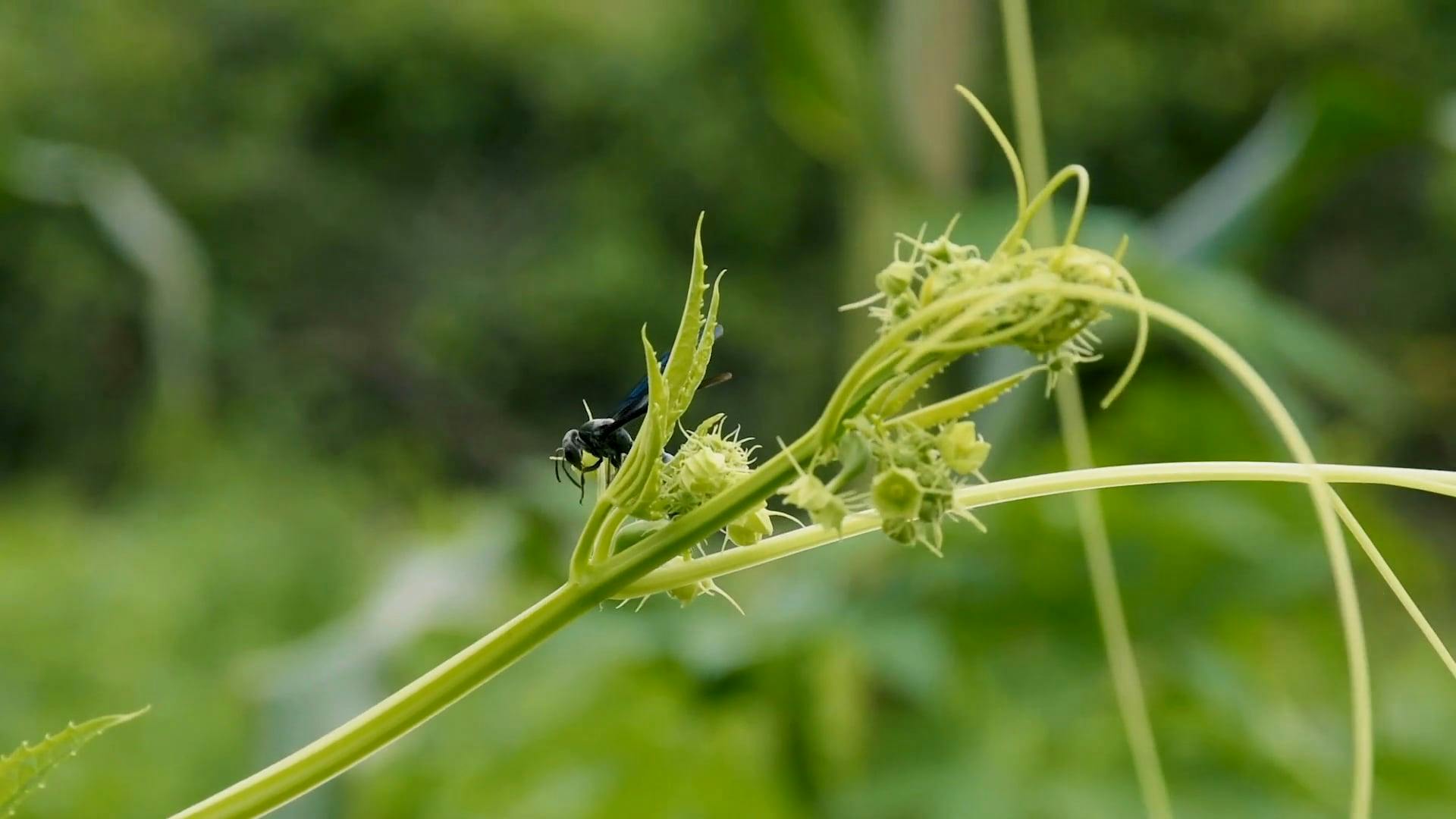 The Wasp Pollinating The Plant Free Stock Video Footage, Royalty-Free ...