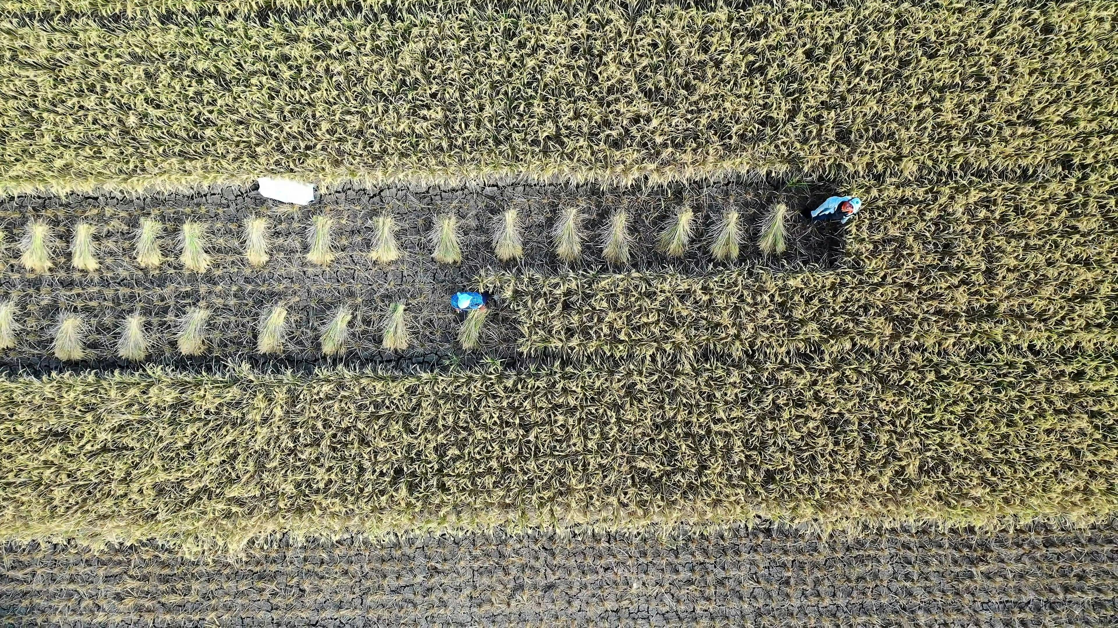 Video gratuito di abbigliamento da contadino, agricoltori, agricoltura ...