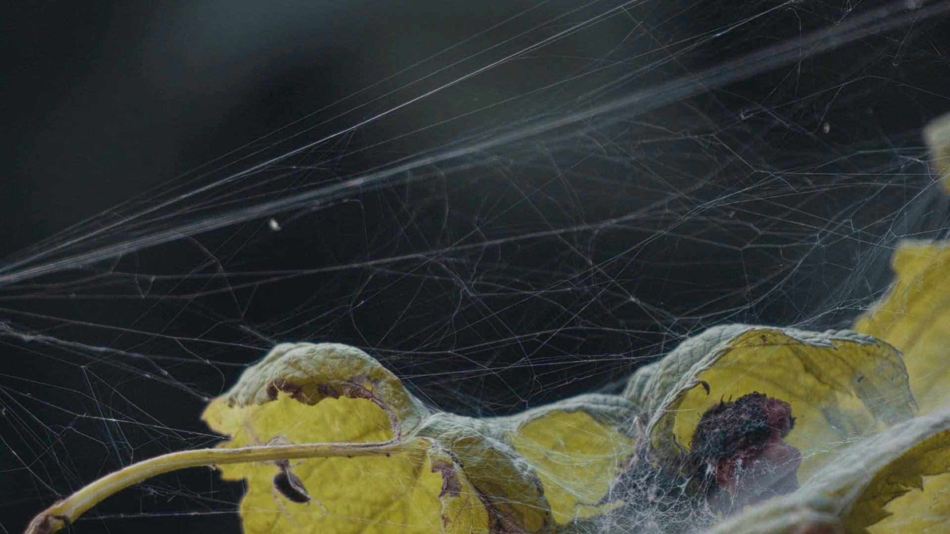 Video Of Spider Free Stock Video Footage, Royalty-Free 4K & HD Video Clip