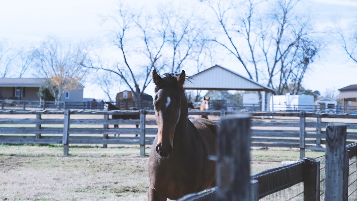 Horses Running Videos, Download The BEST Free 4k Stock Video Footage ...