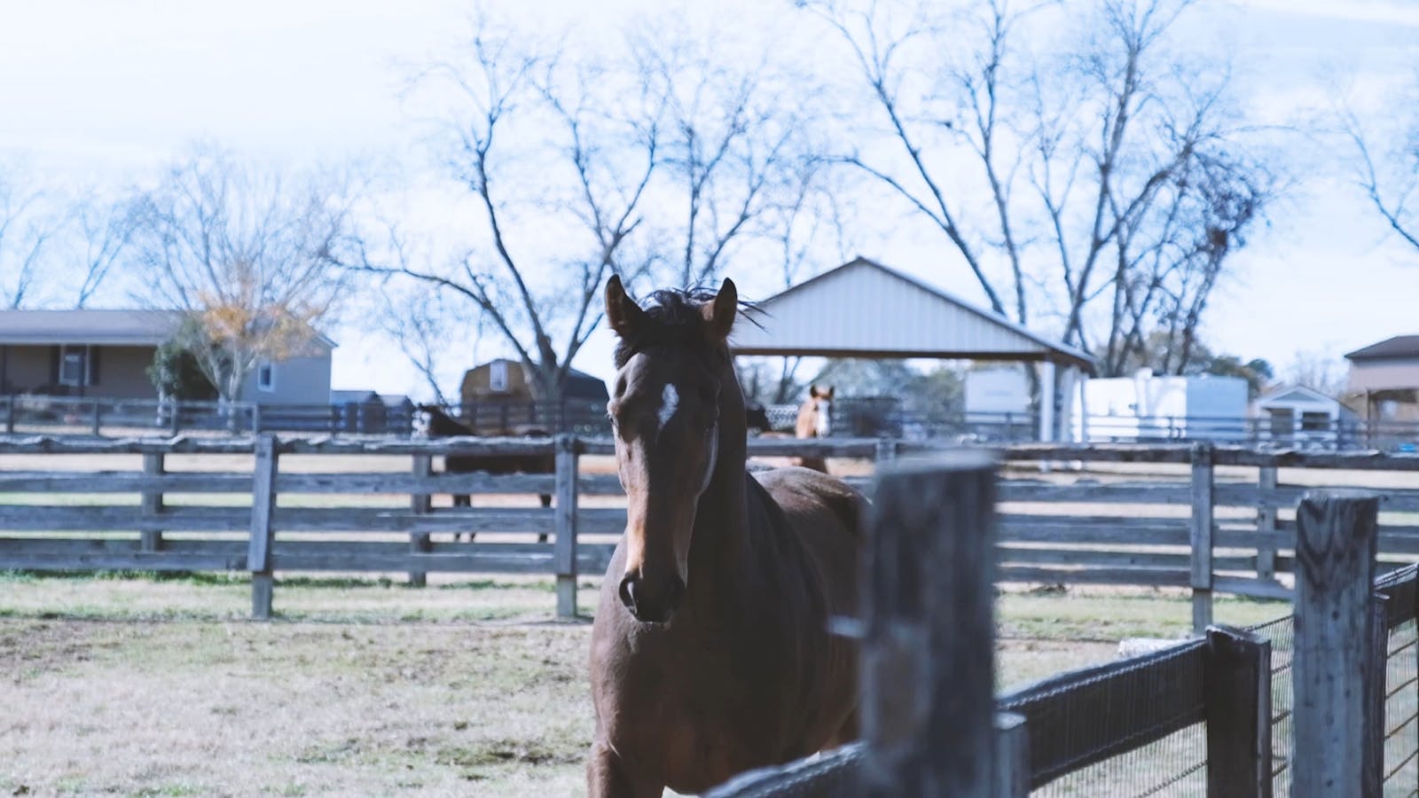 Horses Running Videos, Download The BEST Free 4k Stock Video Footage ...