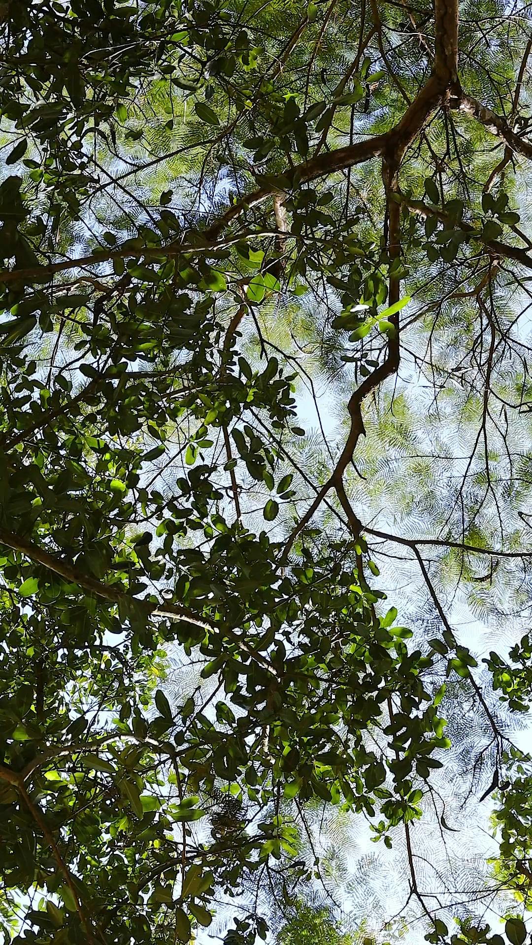Low Angle View Of Tree Branches Free Stock Video Footage, Royalty-Free ...