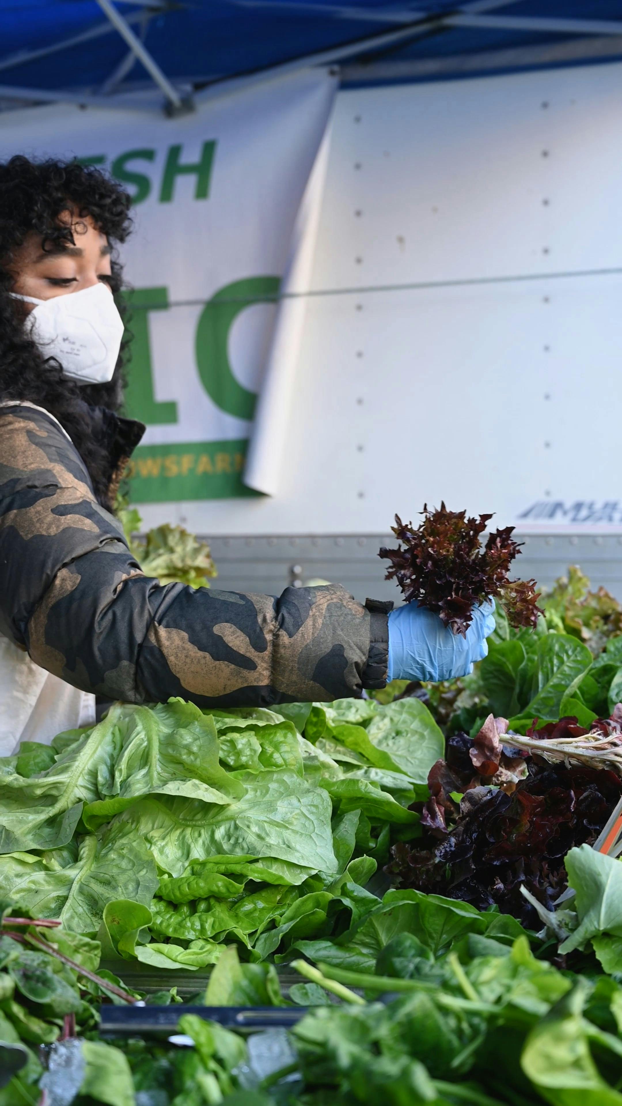 A Woman Wearing Face Mask Picking a Lettuce Free Stock Video Footage ...