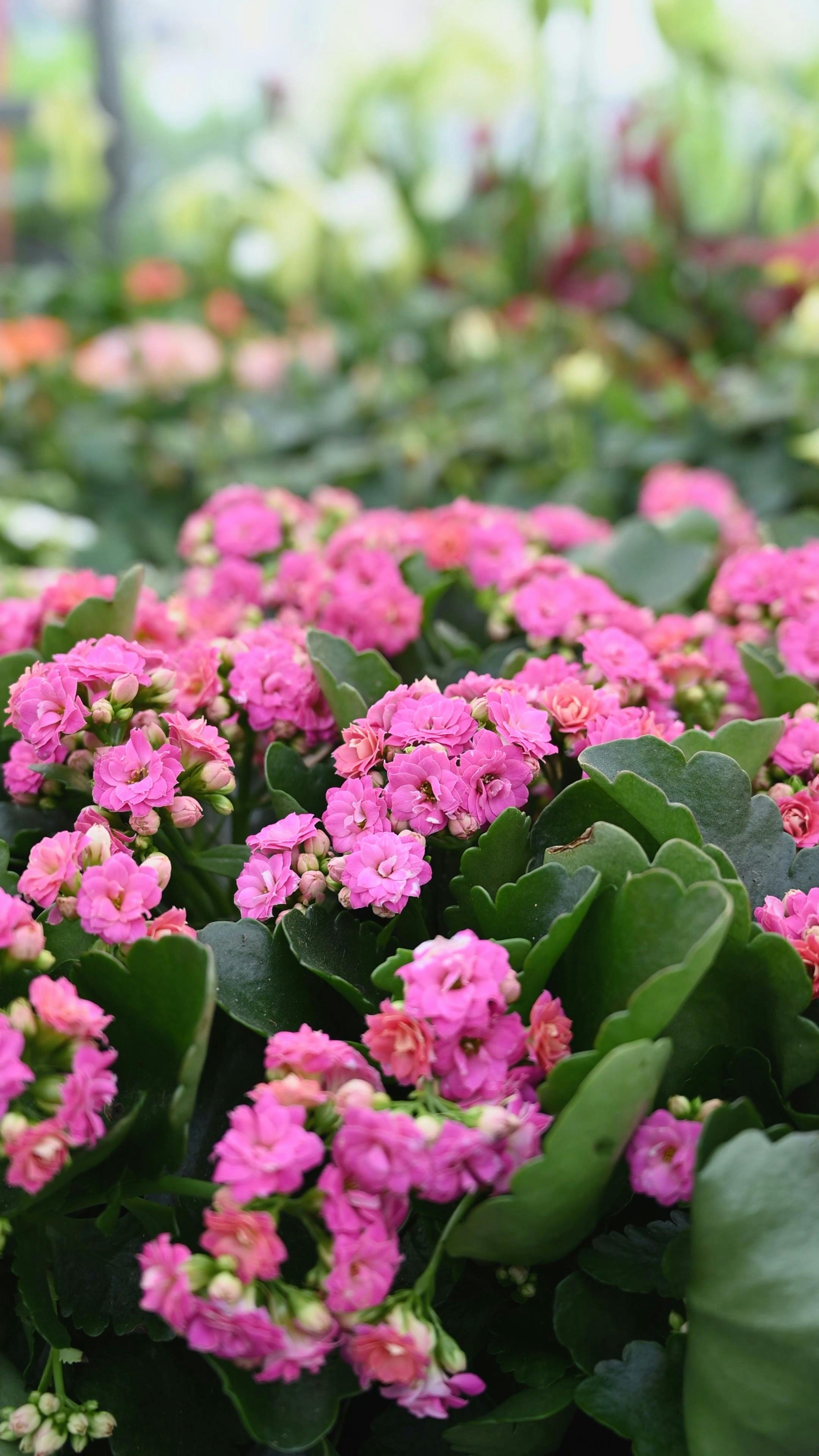Close-Up Video of Pink Kalanchoe in the Garden Free Stock Video Footage ...
