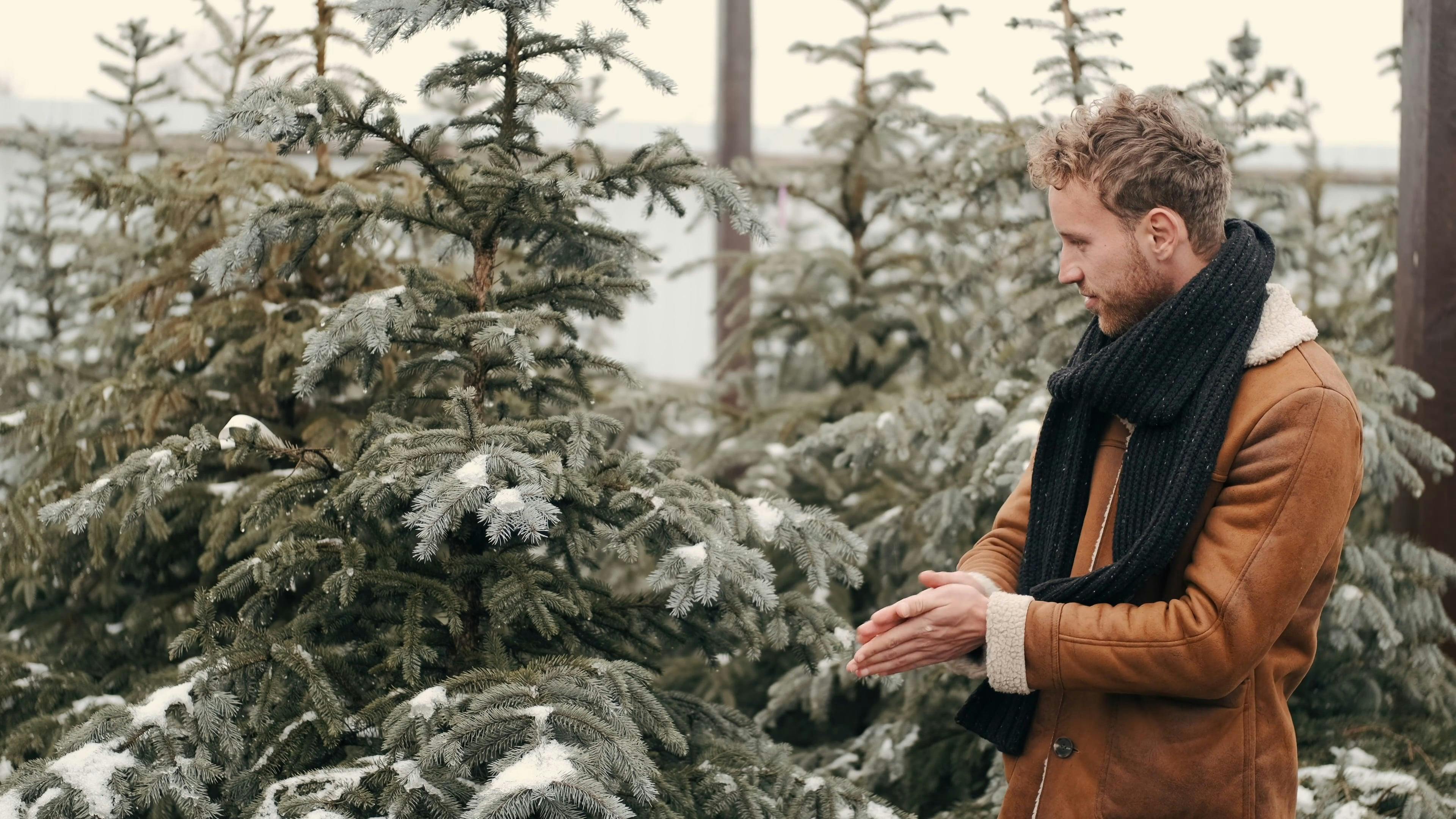 Man Pinus Videos, Download The BEST Free 4k Stock Video Footage & Man ...