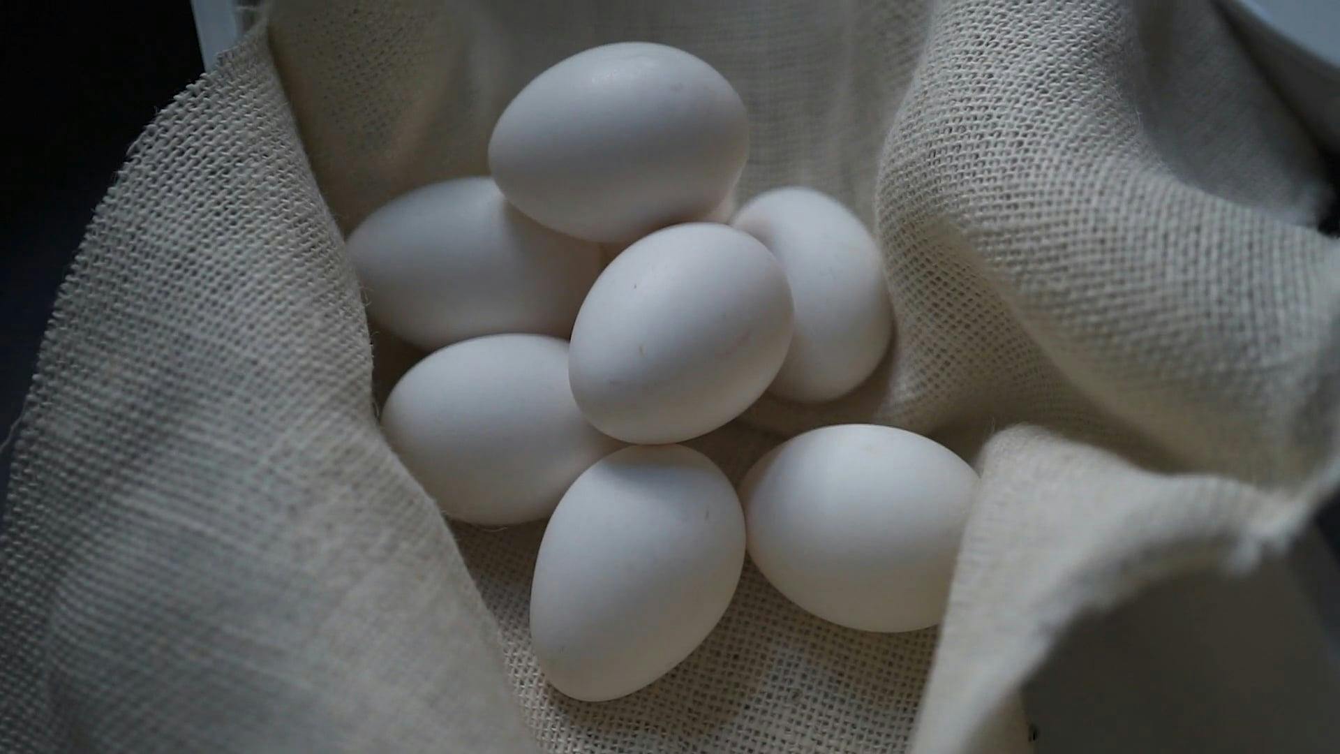 Sack Ve Shell Videos, Download The BEST Free 4k Stock Video Footage ...