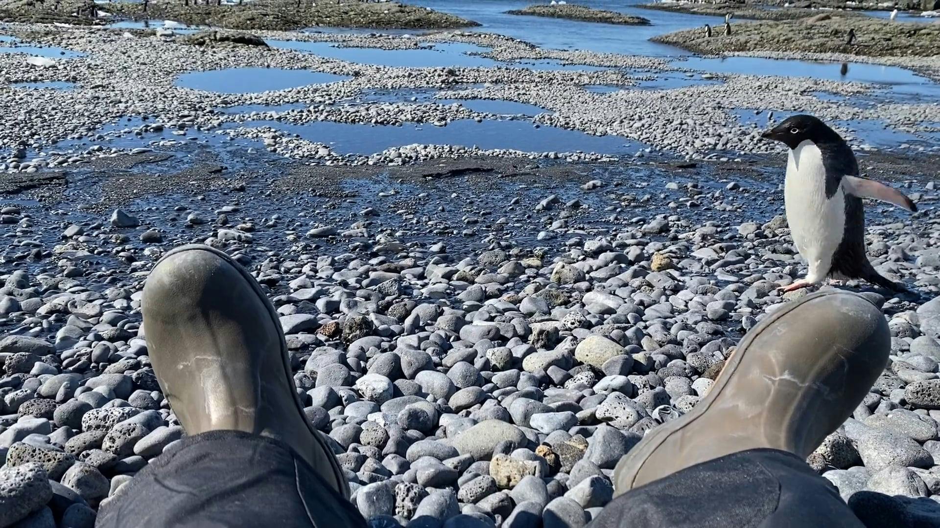 Penguins Running on the Rocks Free Stock Video Footage, Royalty-Free 4K ...