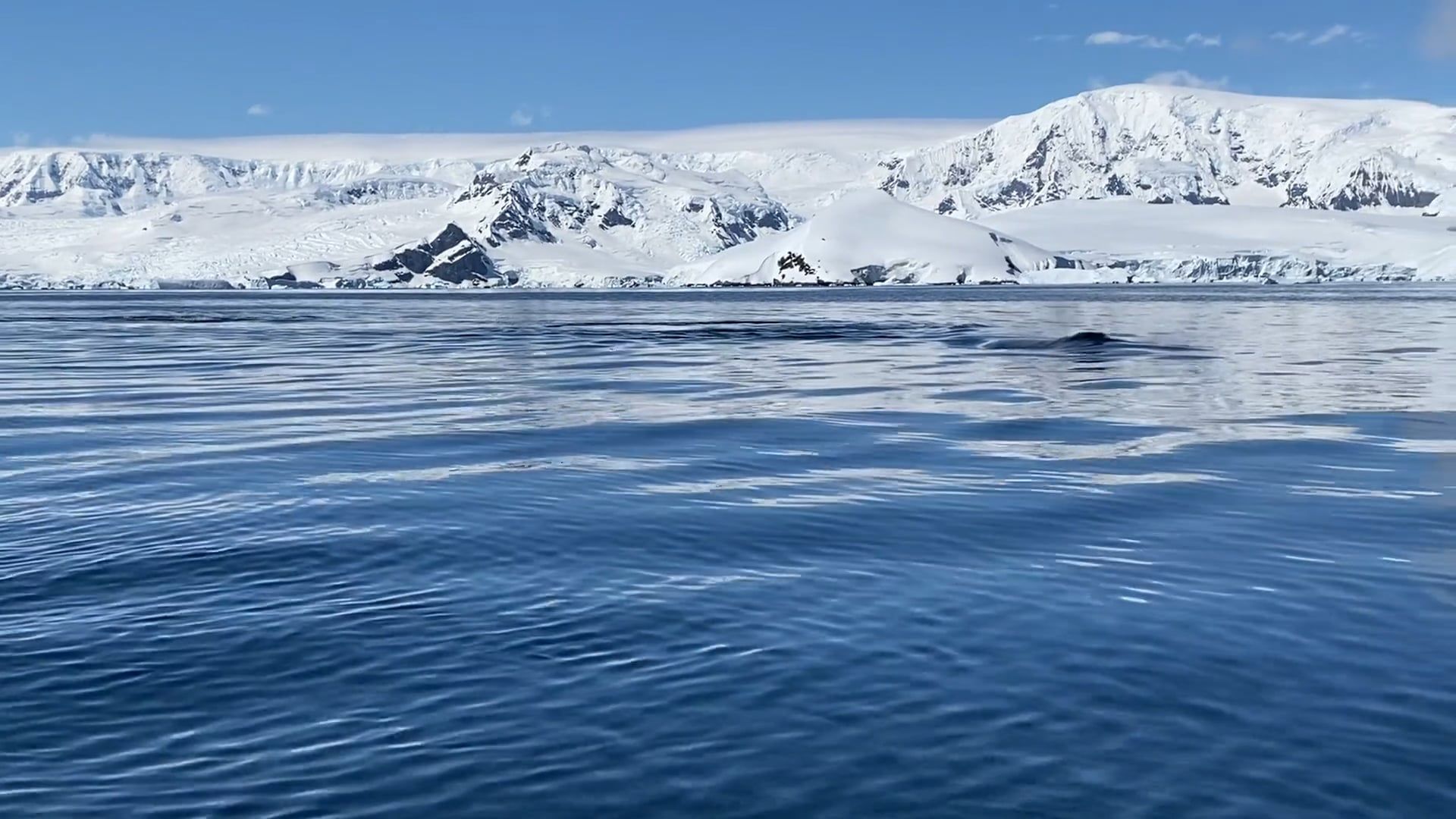 View of the Whales Swimming in the Ocean Free Stock Video Footage ...