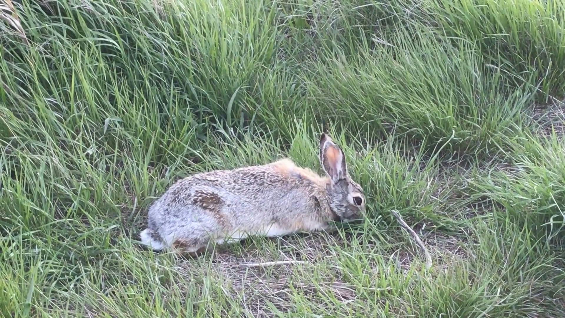 Rabbit Hop Videos, Download The BEST Free 4k Stock Video Footage ...