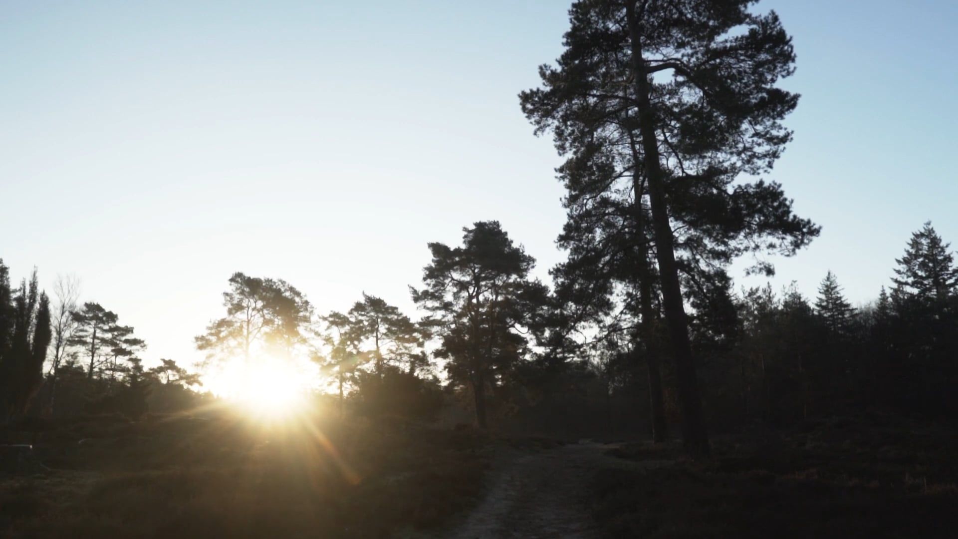 Beautiful Afternoon in the Forest Free Stock Video Footage, Royalty ...