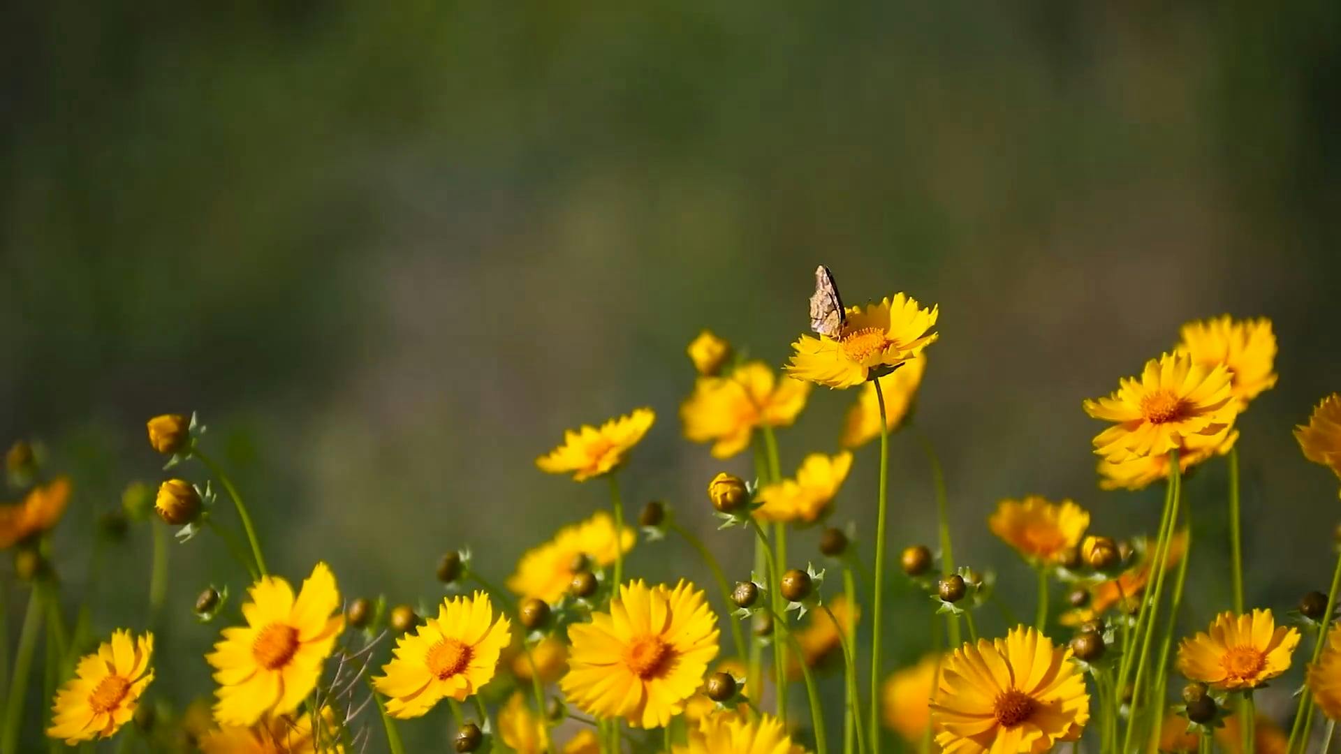 Bee And Butterfly Videos, Download The BEST Free 4k Stock Video Footage ...