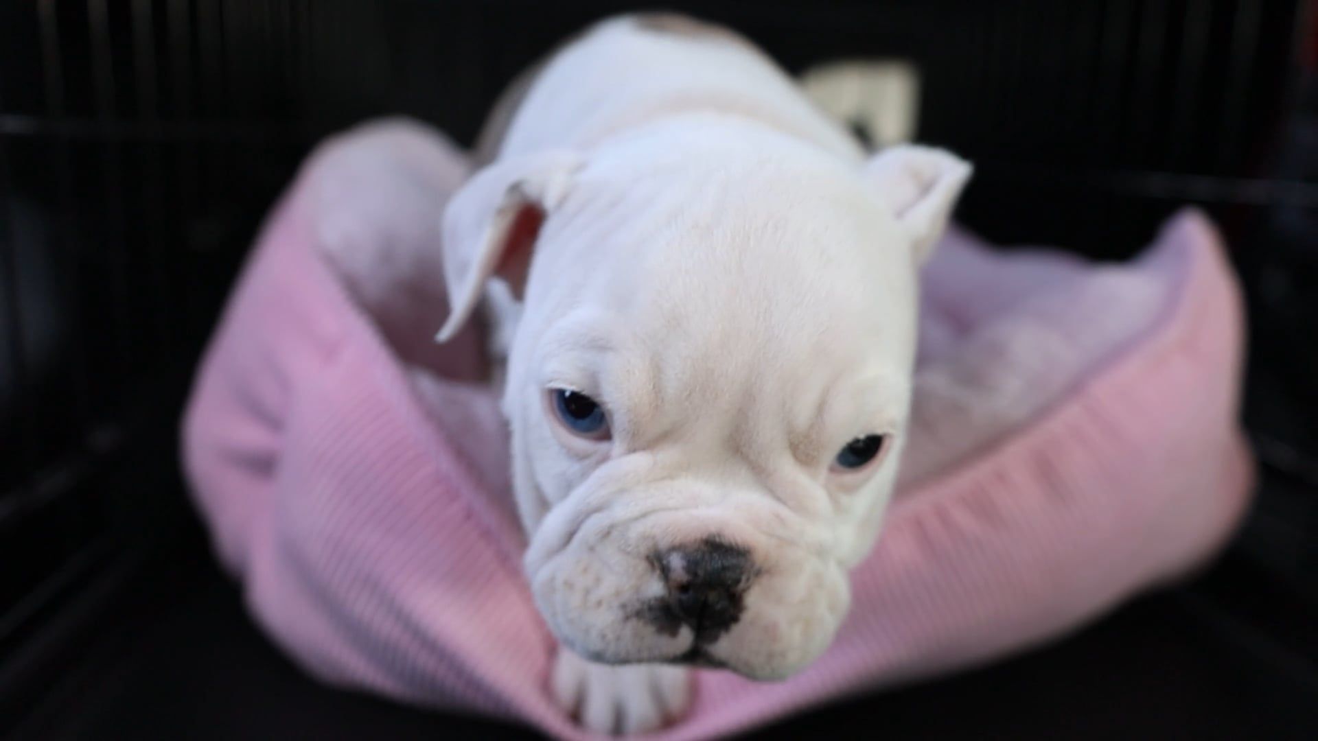 Close up of a Puppy · Free Stock Video