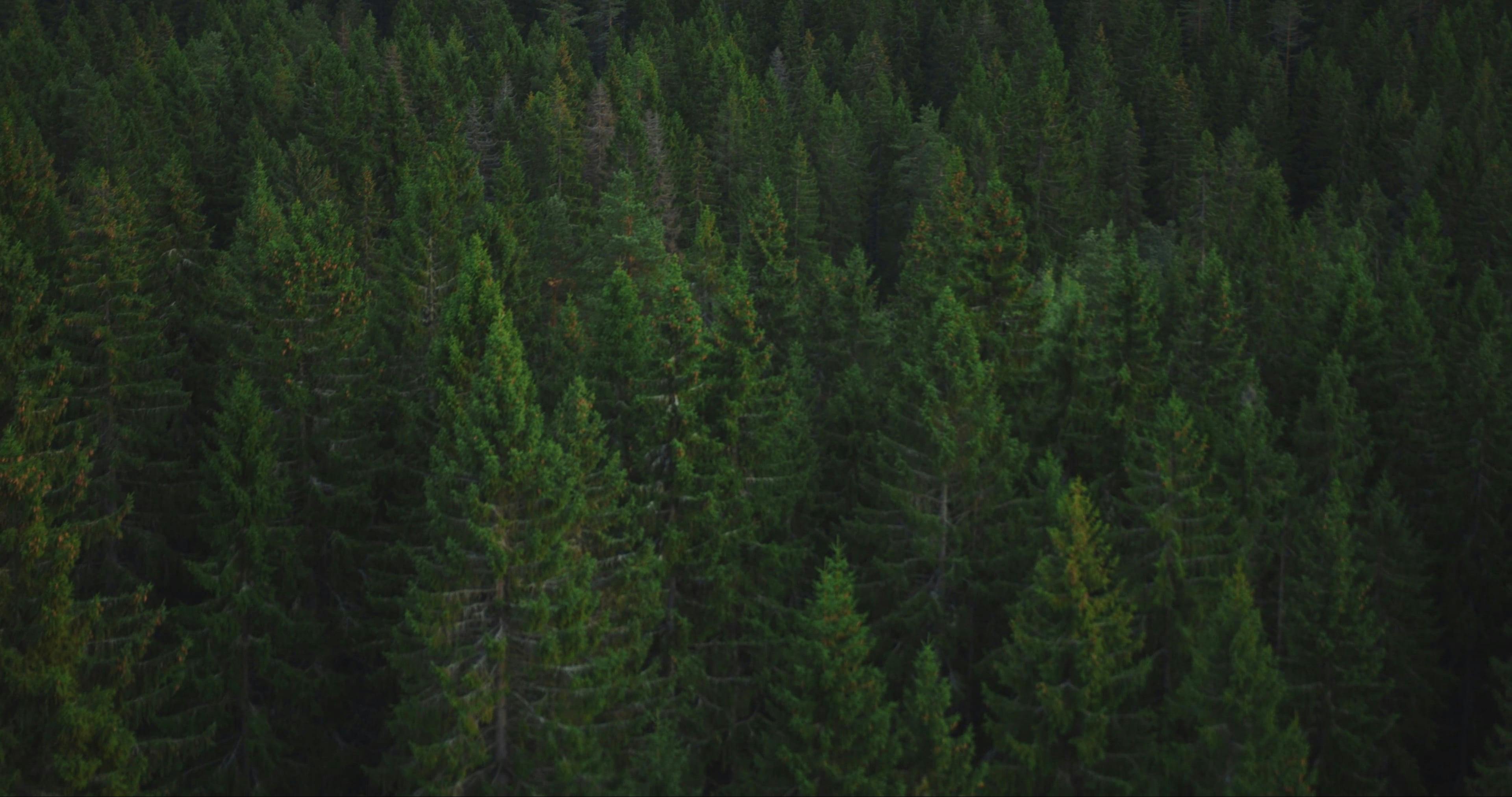 Pine Trees Seen From Above · Free Stock Video