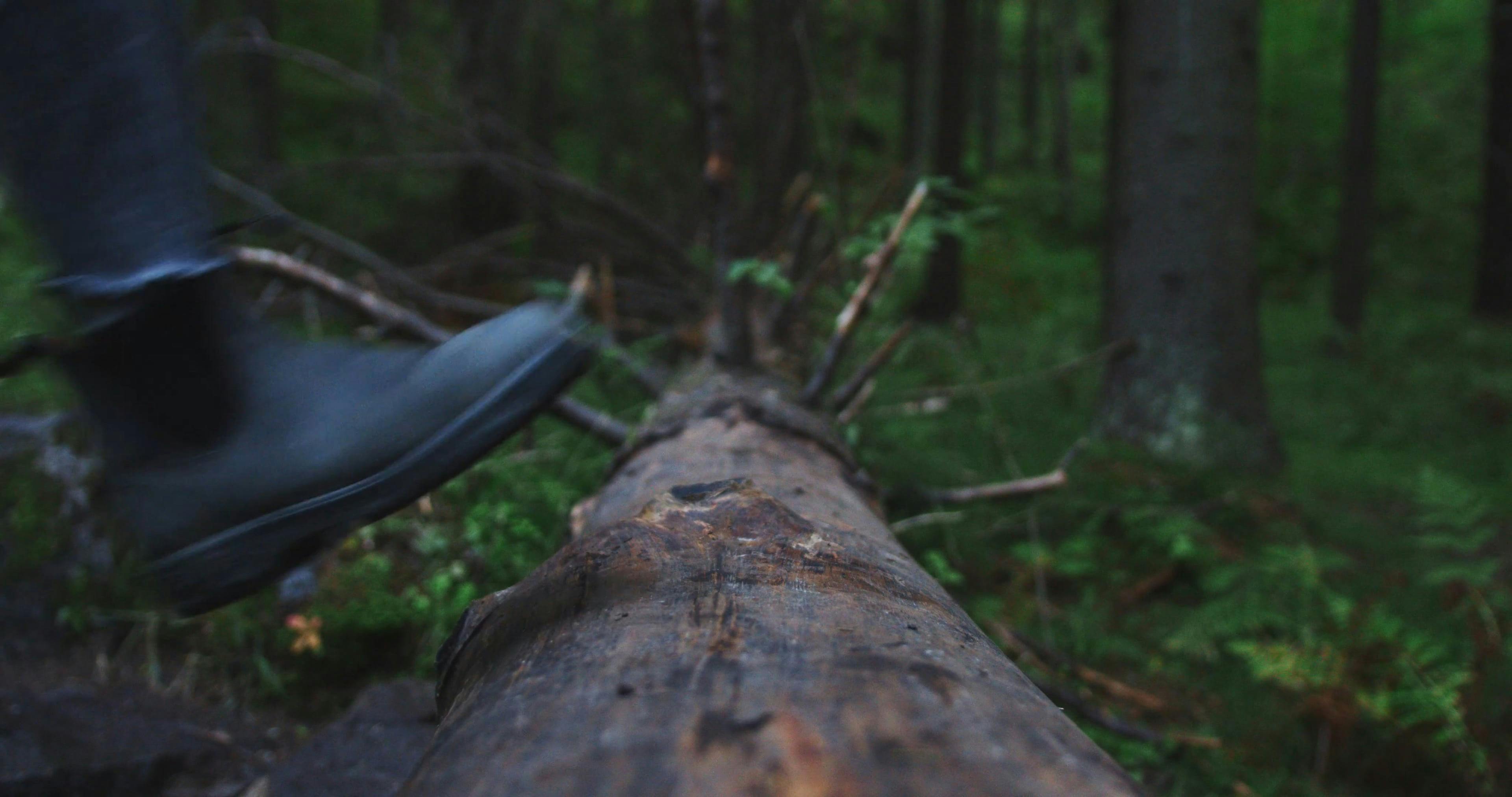 Person Stepping Over a Fallen Tree Trunk · Free Stock Video