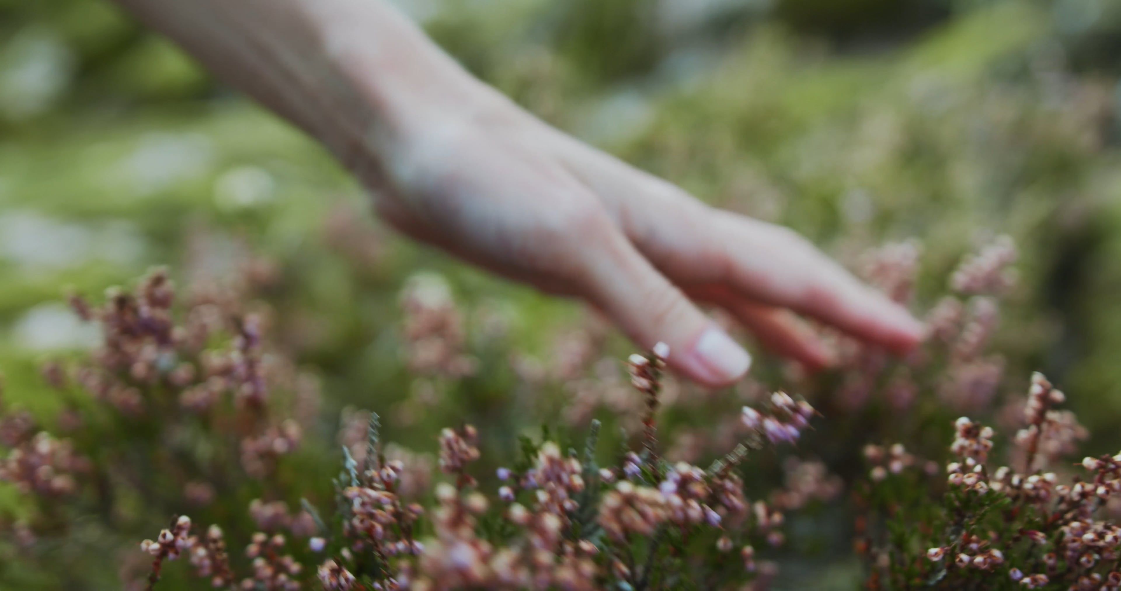 Person Touching Flowers Free Stock Video Footage, Royalty-Free 4K & HD ...