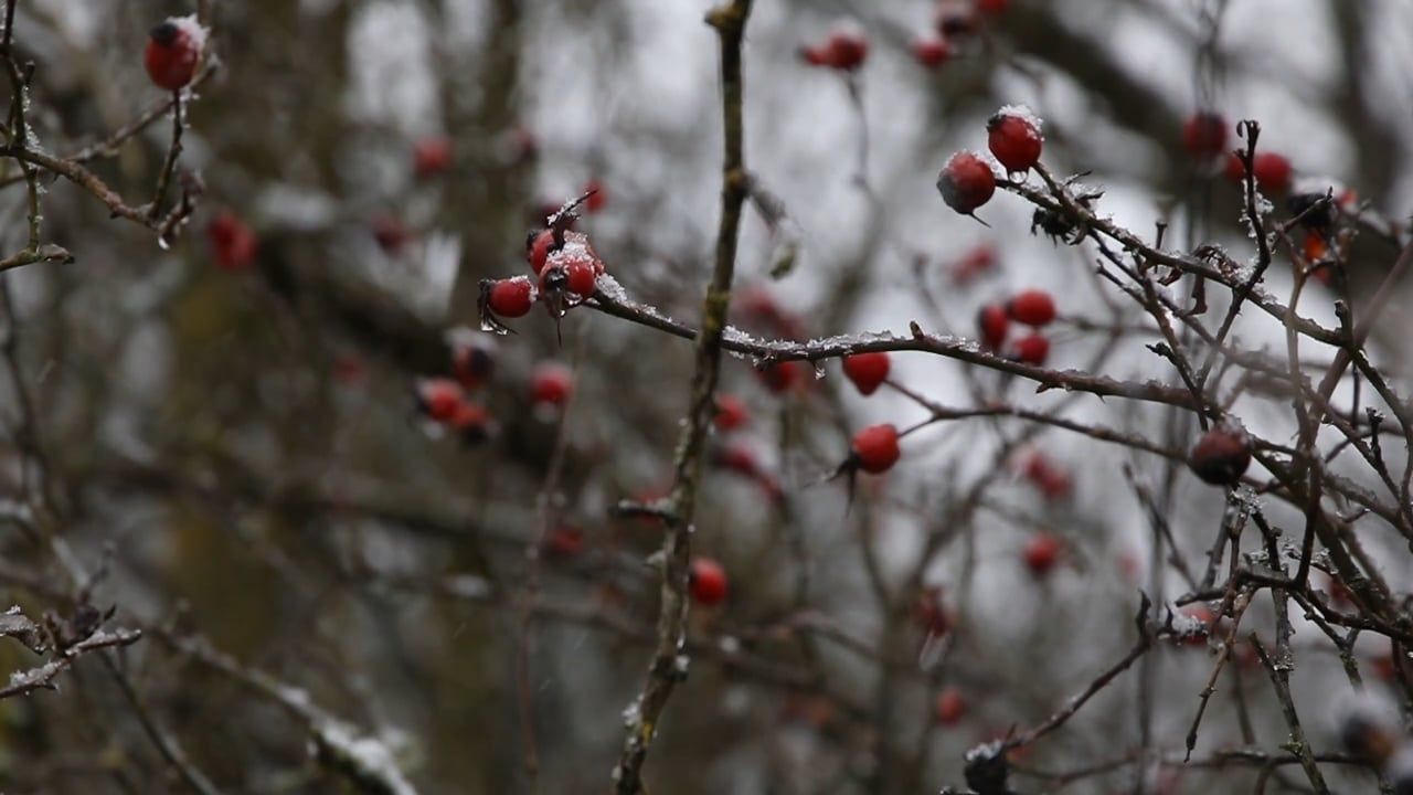 Winter Hibernation Videos, Download The BEST Free 4k Stock Video ...