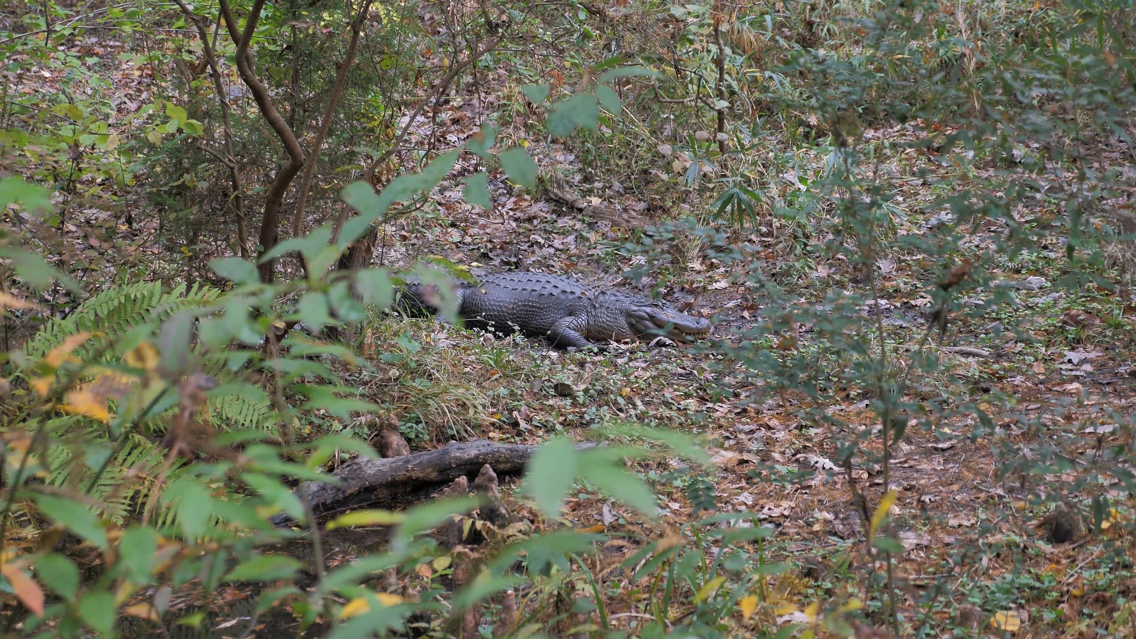 Aerial Shot Of An Alligator Free Stock Video Footage, Royalty-Free 4K ...