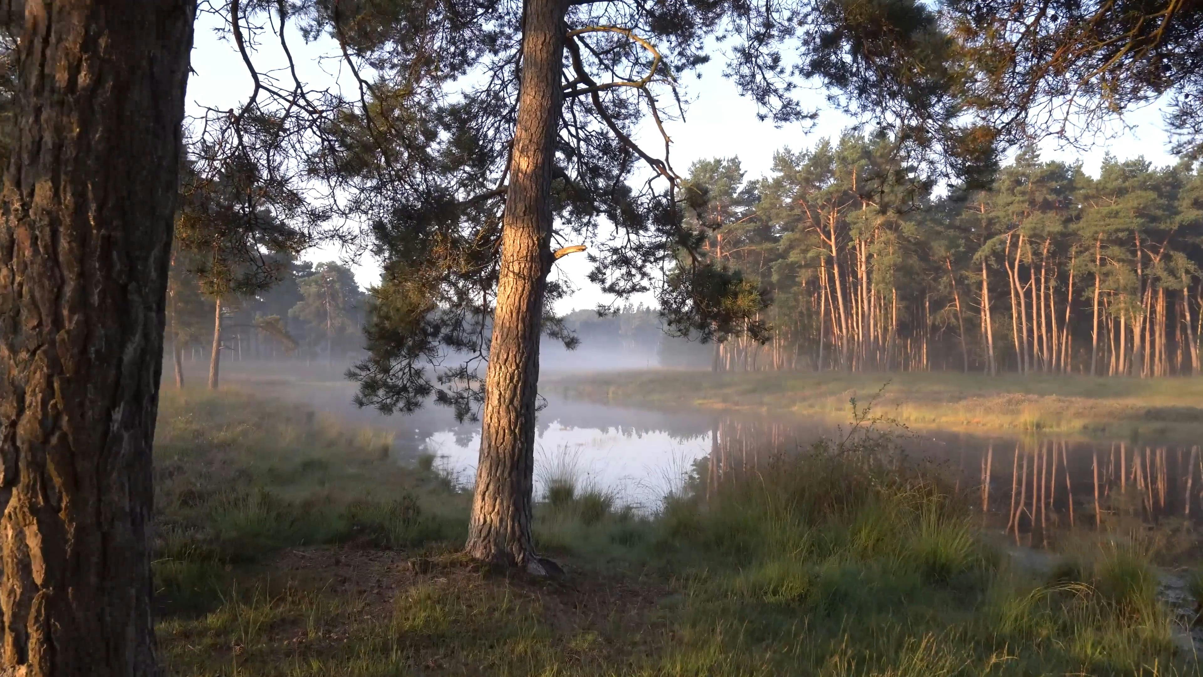Foggy Morning on Forest River · Free Stock Video